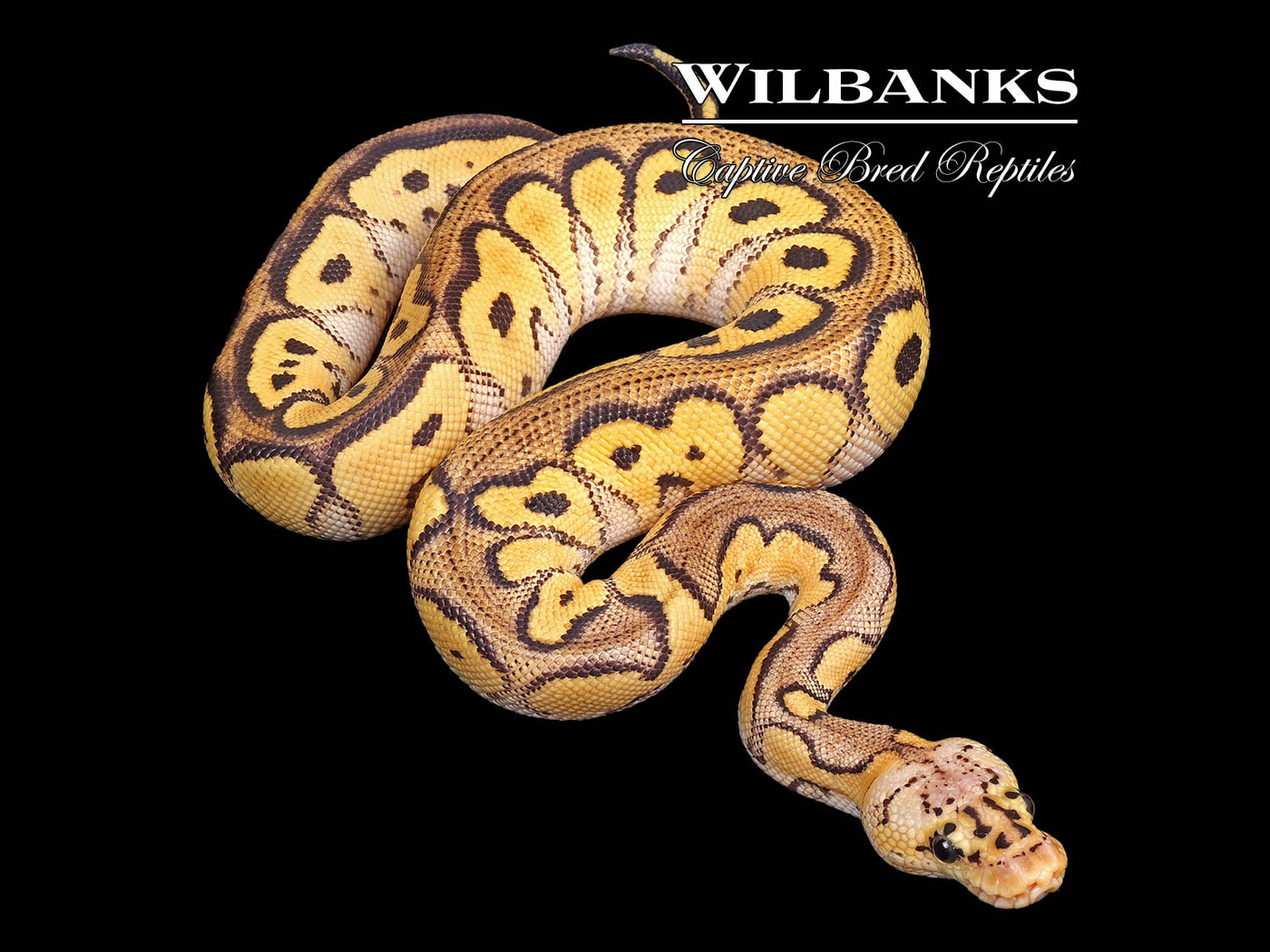 Pastel Clown Ball Python ♂ '25 – Wilbanks Captive Bred Reptiles