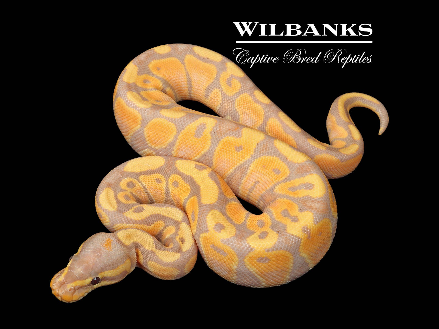 Banana Ball Python ♀ '25 – Wilbanks Captive Bred Reptiles