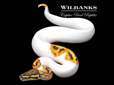 Ball Pythons For Sale | Ball Python Morphs For Sale | Buy Now ...