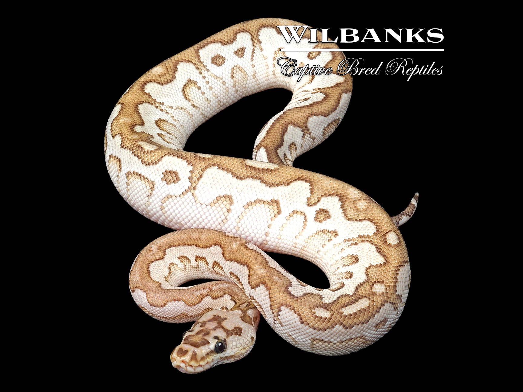 Butter Spotnose Clown Ball Python ♂ '24 – Wilbanks Captive Bred Reptiles