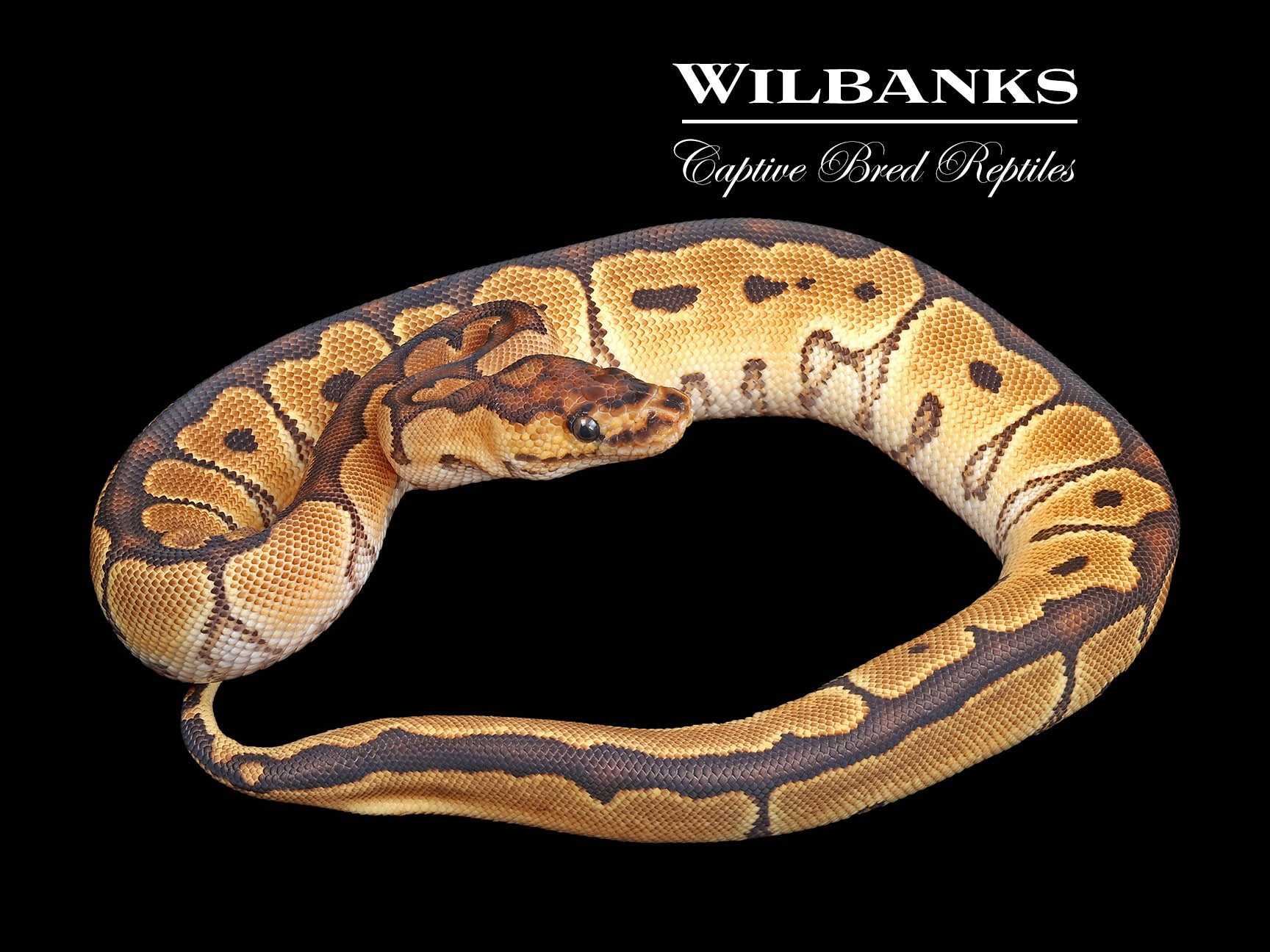 Clown Ball Python ♀ '24 – Wilbanks Captive Bred Reptiles