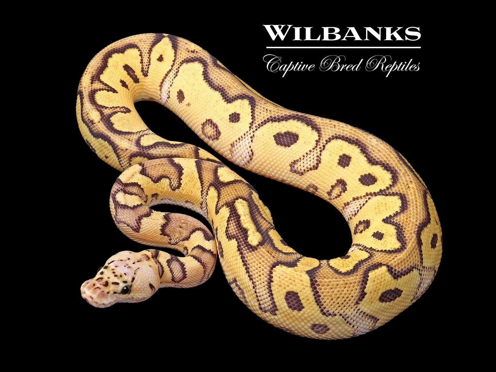 FireFly Red Stripe Clown Ball Python ♀ '25 – Wilbanks Captive Bred Reptiles