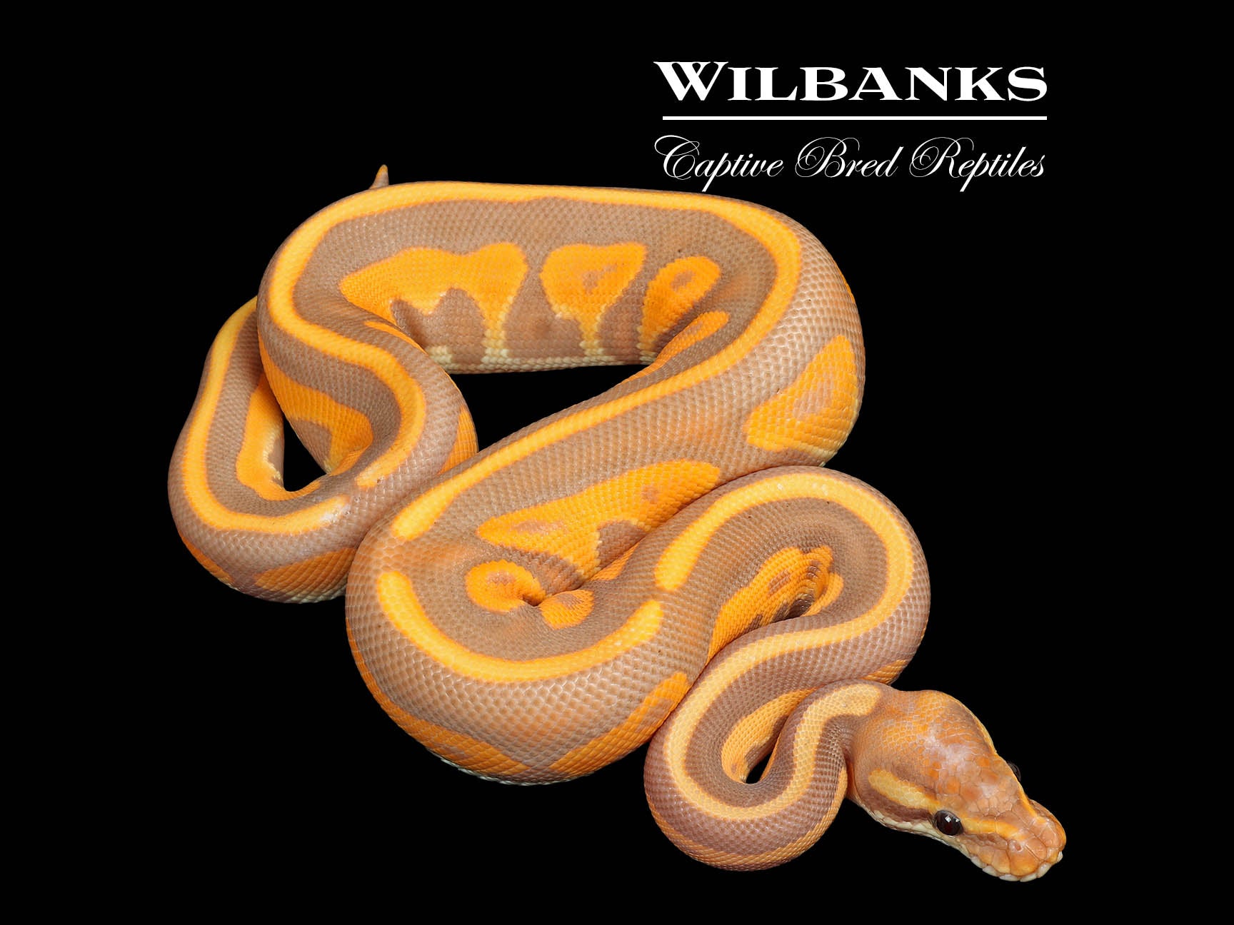 Banana Cinnamon Enchi Leopard Blackhead Ball Python ♂ '25 – Wilbanks ...