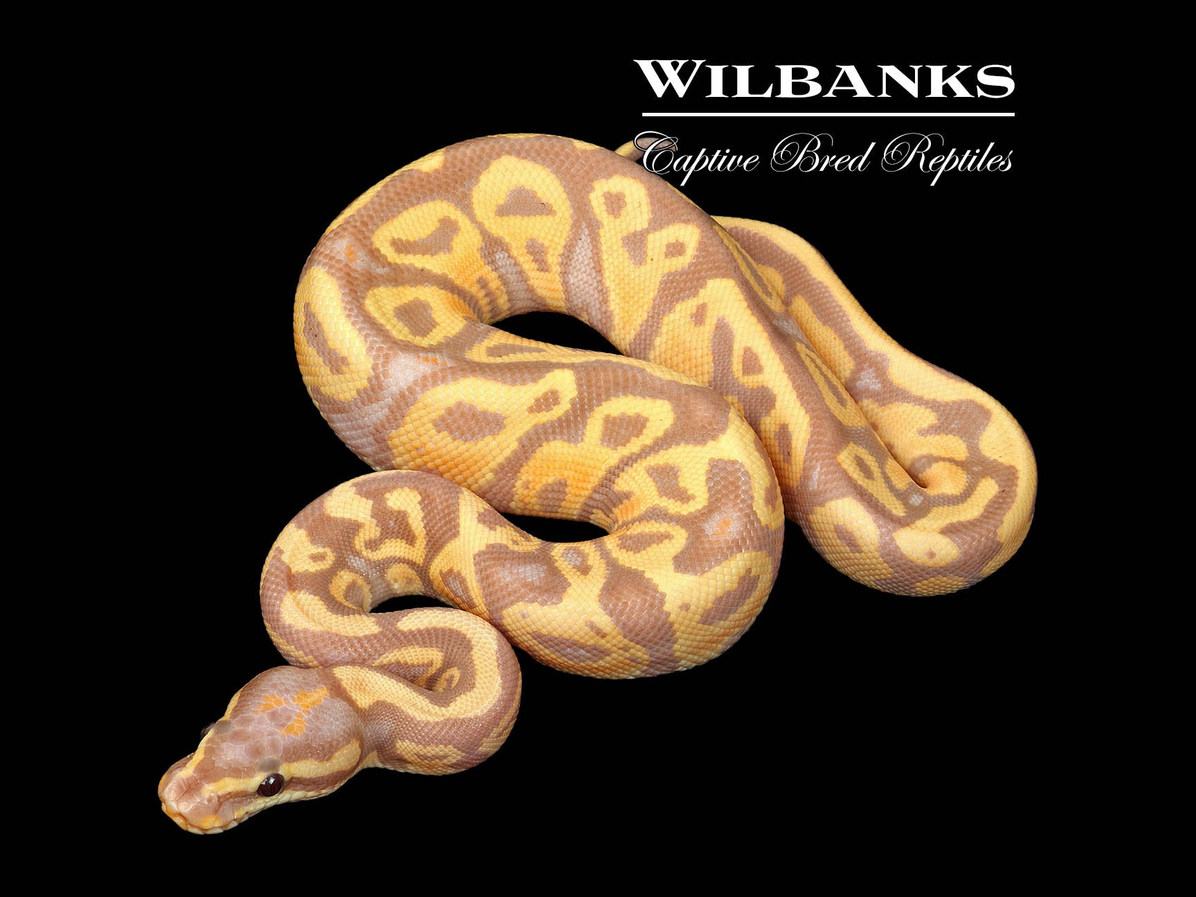 Banana Leopard Yellow Belly Ball Python ♂ '25 – Wilbanks Captive Bred ...