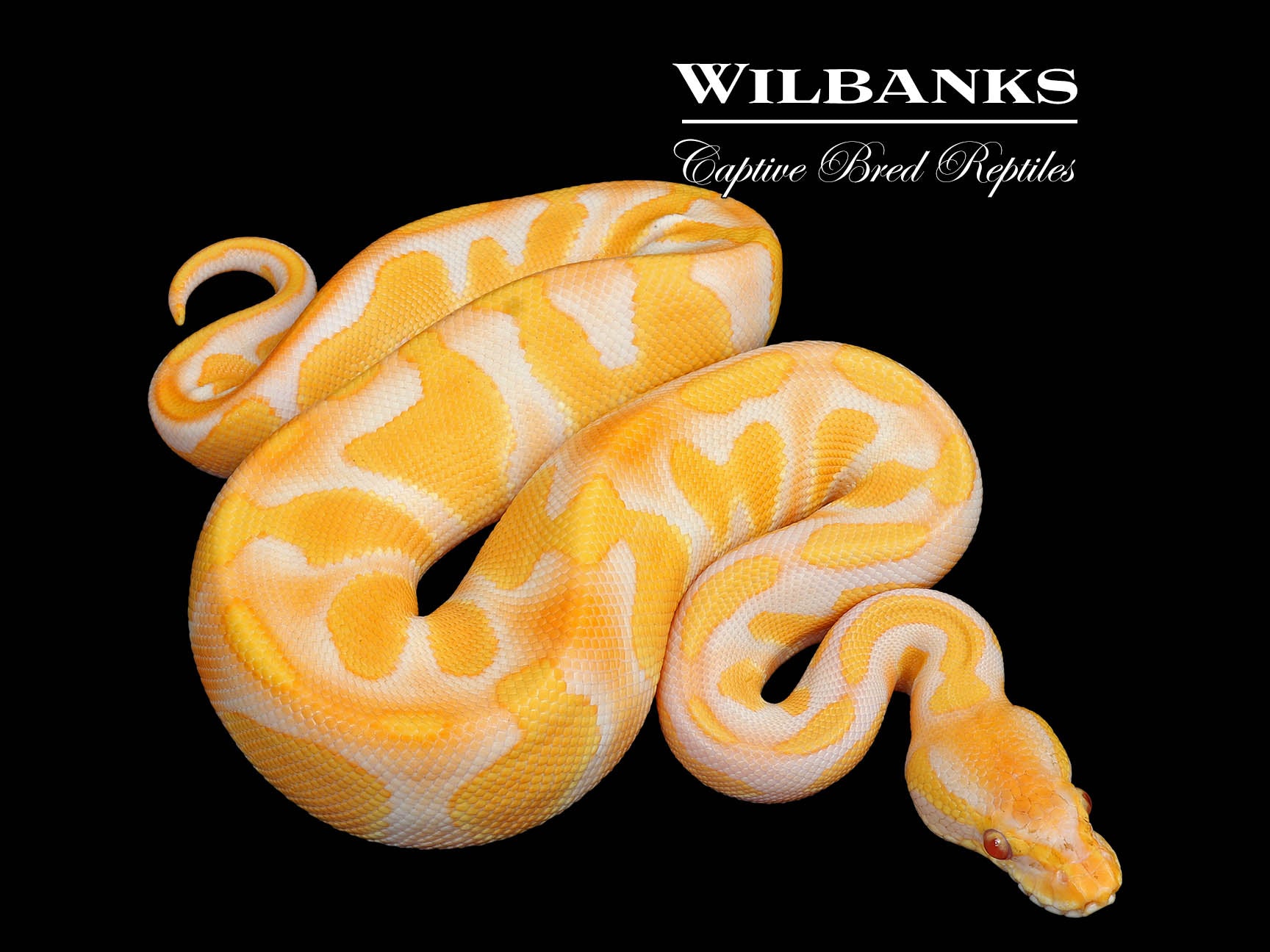 Lavender Albino Enchi 100% Het. Pied Ball Python ♂ '25 – Wilbanks ...