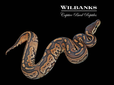 Ball Pythons For Sale | Ball Python Morphs For Sale | Buy Now ...