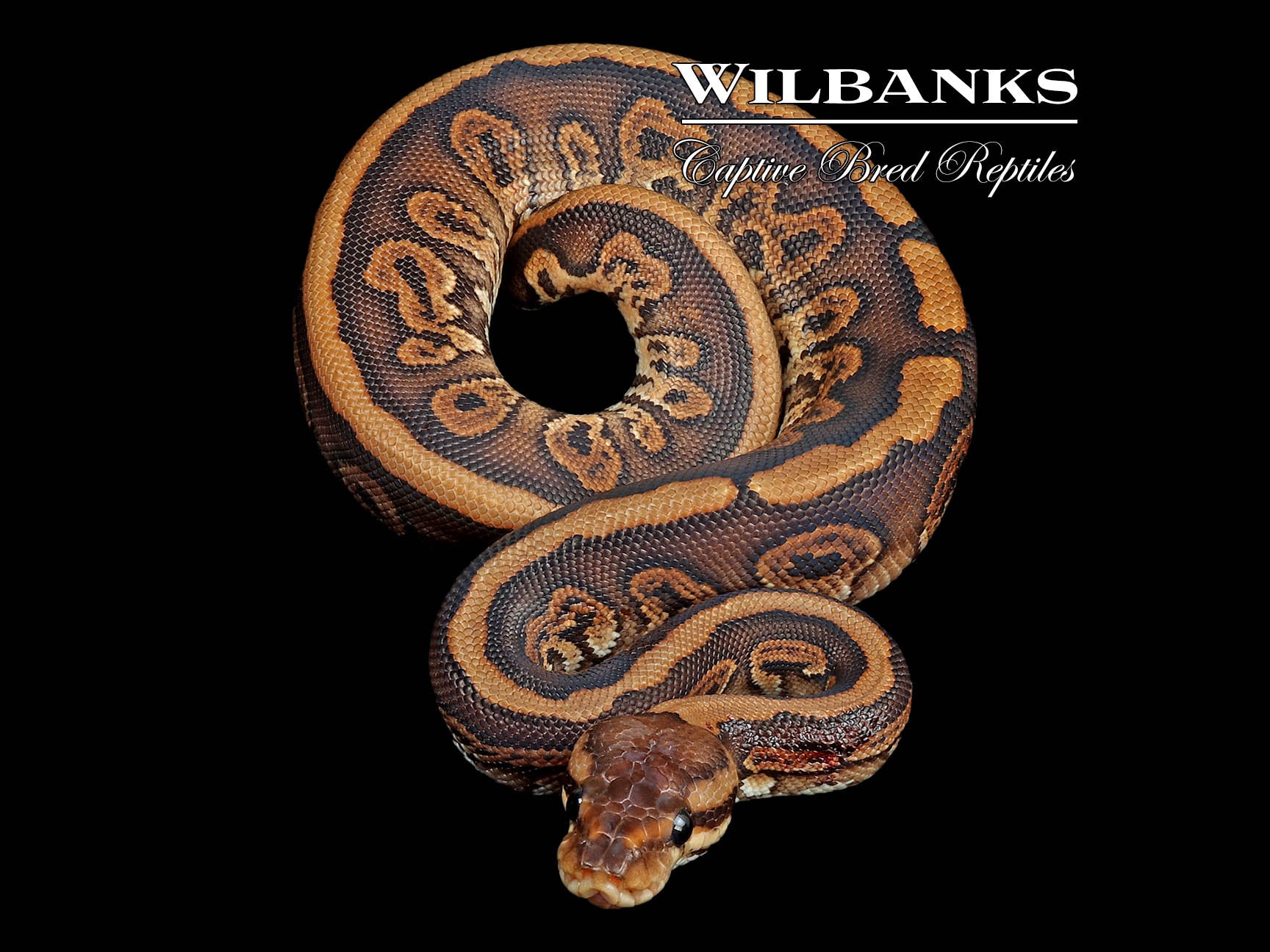 Red Stripe Cinnamon 100% Het. Clown Ball Python ♂ '24 – Wilbanks ...