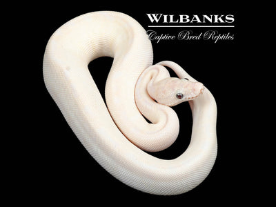 Exotic Blue Eyed Lucy Ball Python for Sale | Wilbanks Reptiles ...