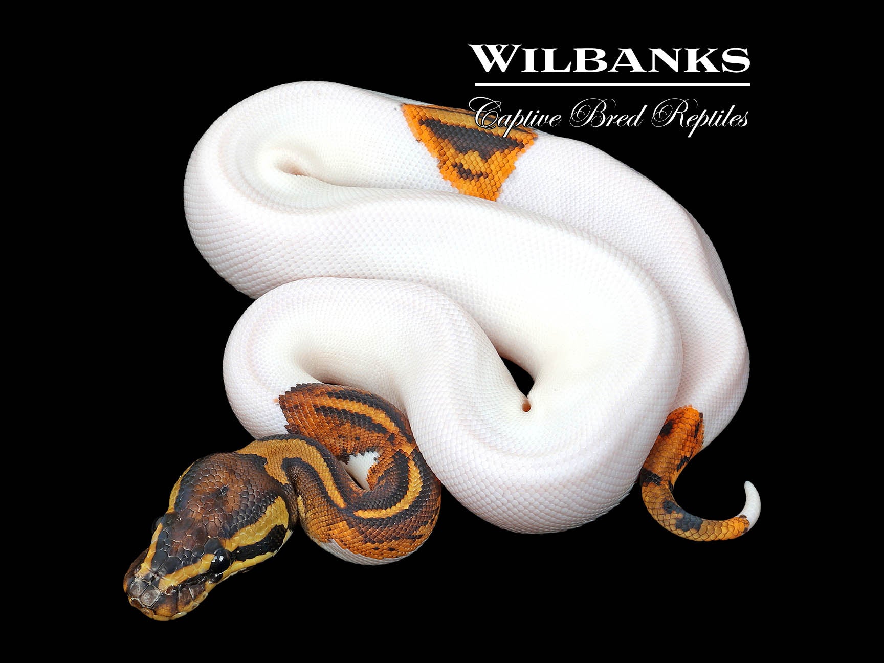 Yellow Belly Pied Ball Python ♀ '25 – Wilbanks Captive Bred Reptiles