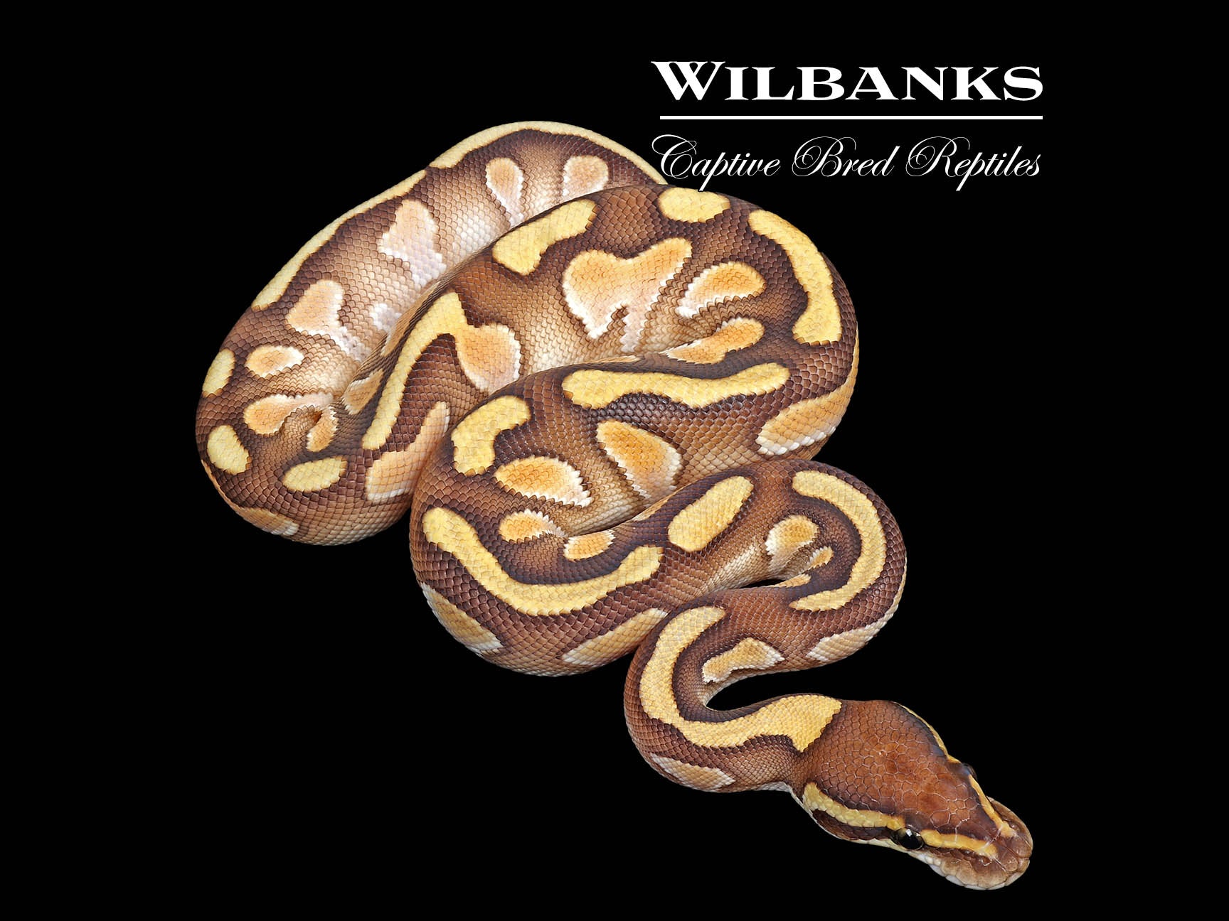 Butter Sugar Orange Dream Ball Python ♂ '25 – Wilbanks Captive Bred ...