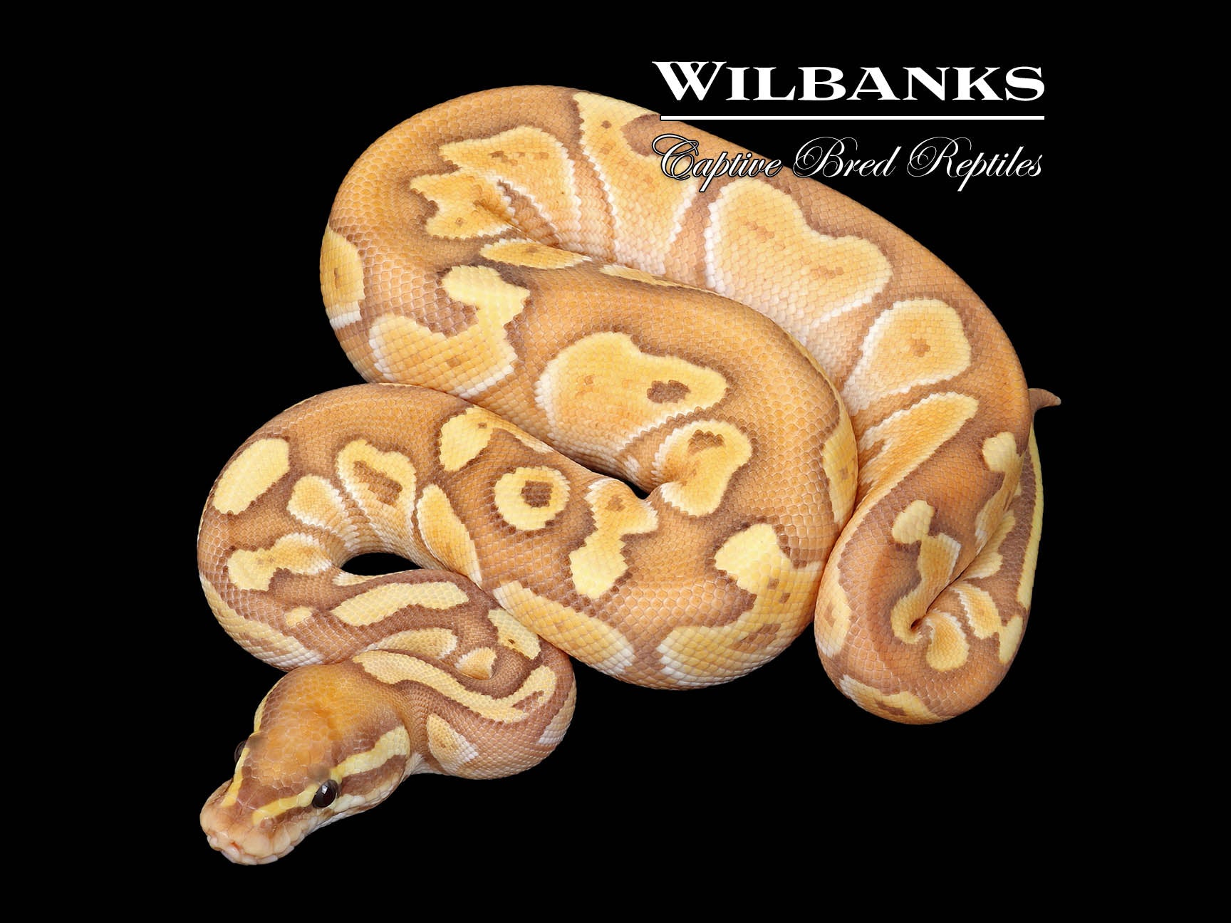 Banana Butter Ball Python ♂ '25 – Wilbanks Captive Bred Reptiles