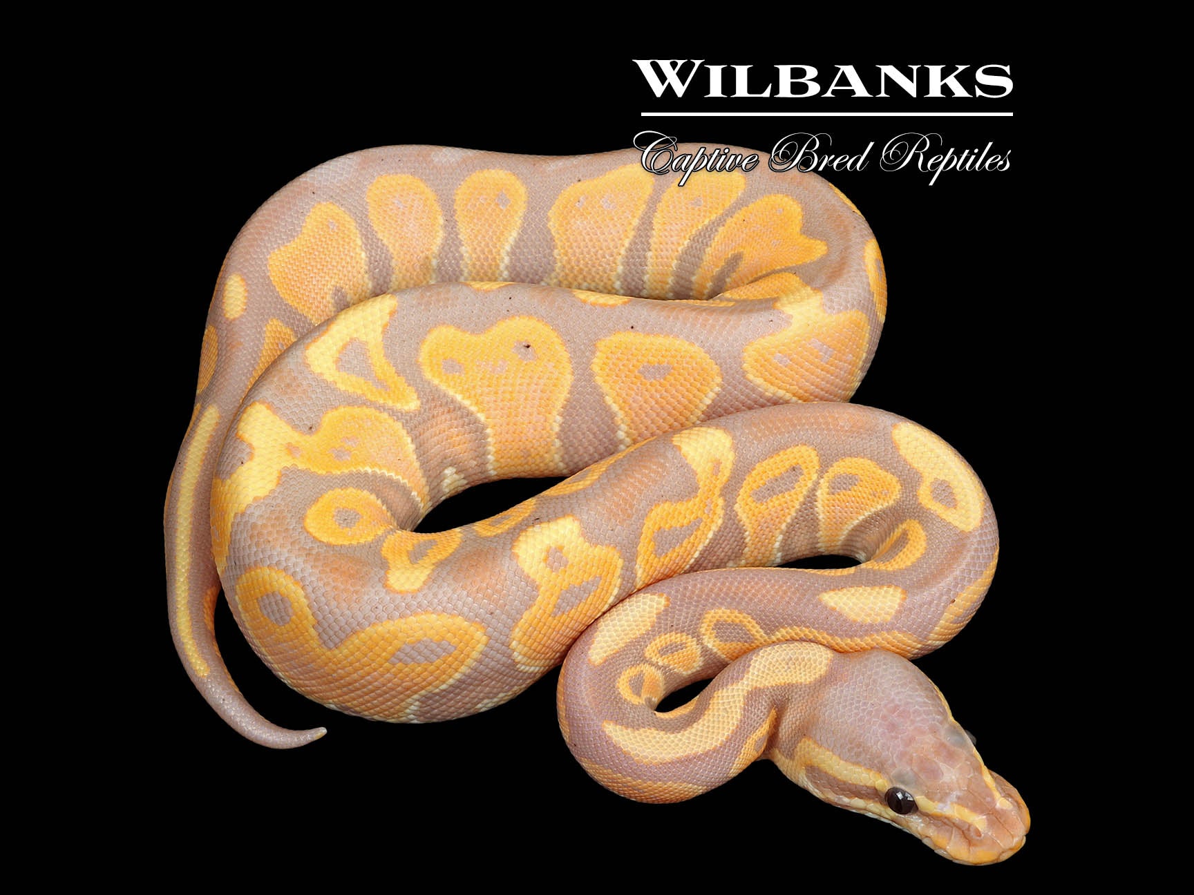 Banana Ball Python ♀ '25 – Wilbanks Captive Bred Reptiles