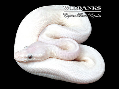 Exotic Blue Eyed Lucy Ball Python for Sale | Wilbanks Reptiles ...