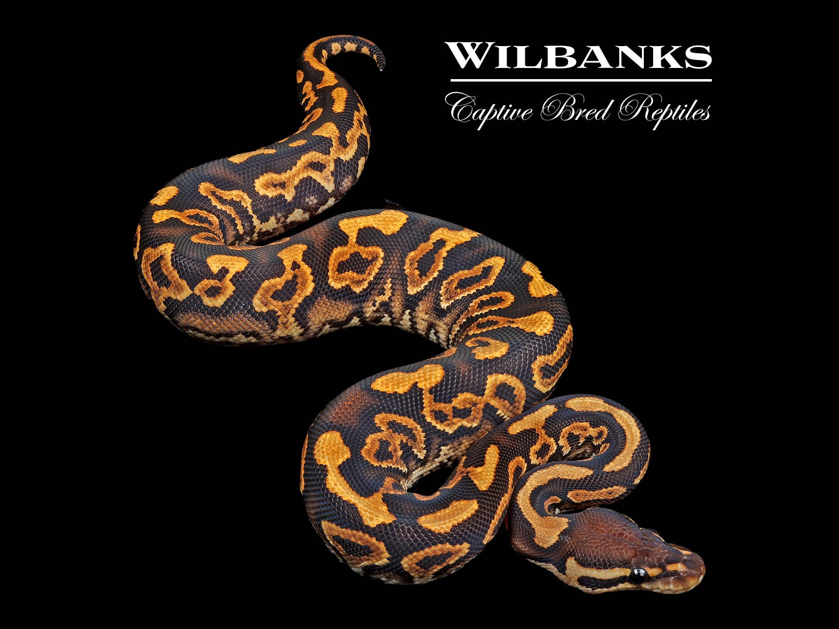 Black Pastel Yellow Belly 100% DH Albino Clown Ball Python ♂ '24 ...