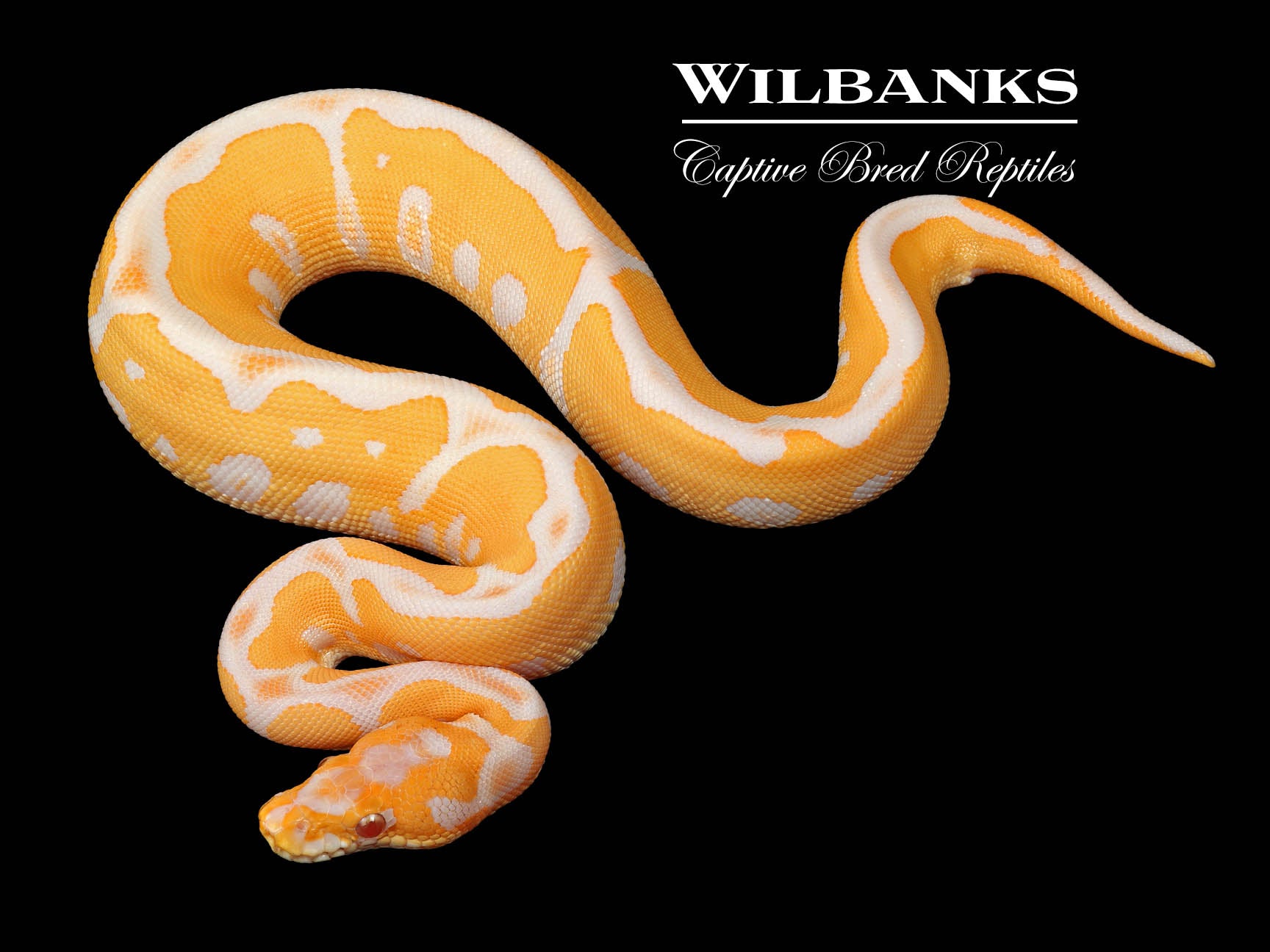 Lavender Leopard Clown Grail Ball Python ♀ '24 – Wilbanks Captive Bred ...