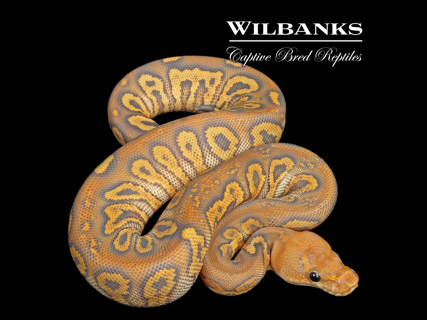 Stranger Hypo Clown Ball Python ♀ '25 – Wilbanks Captive Bred Reptiles