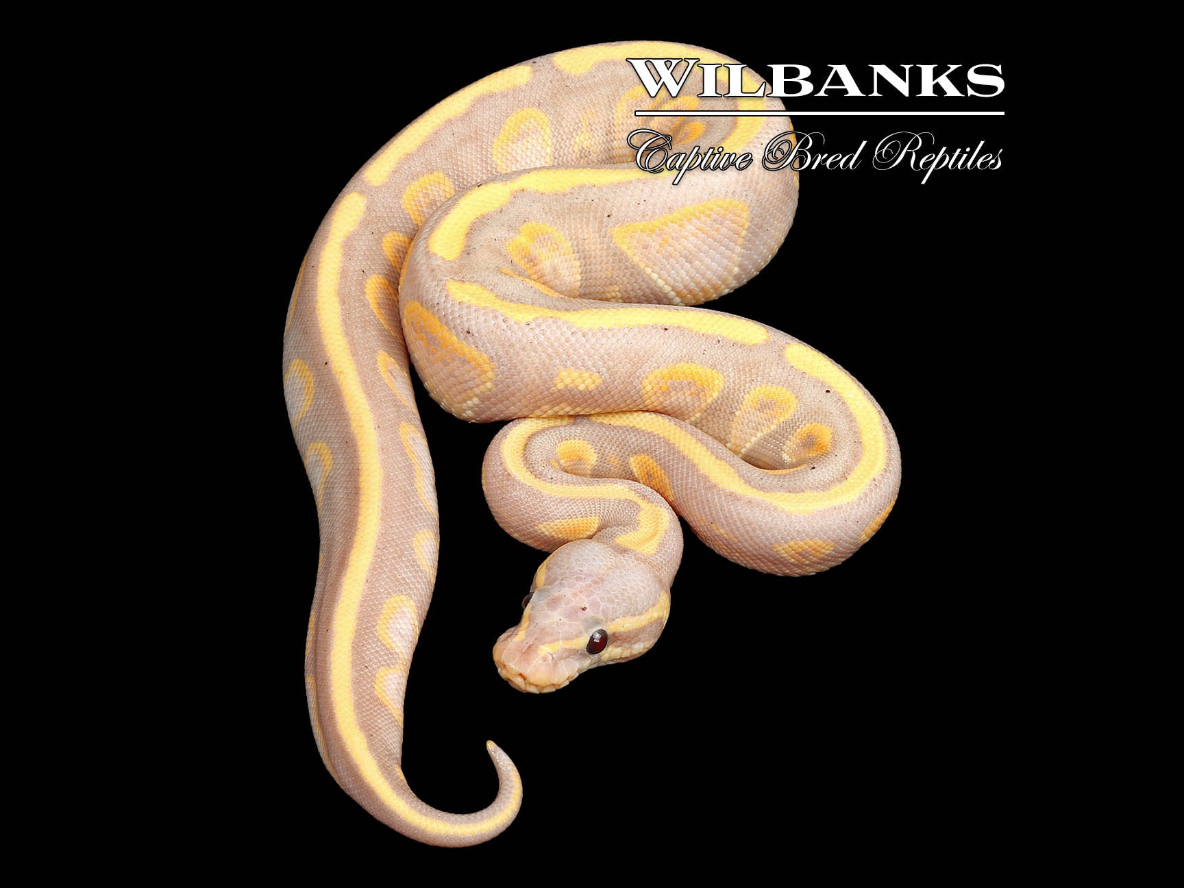 Stranger Banana Ball Python ♀ '25 – Wilbanks Captive Bred Reptiles