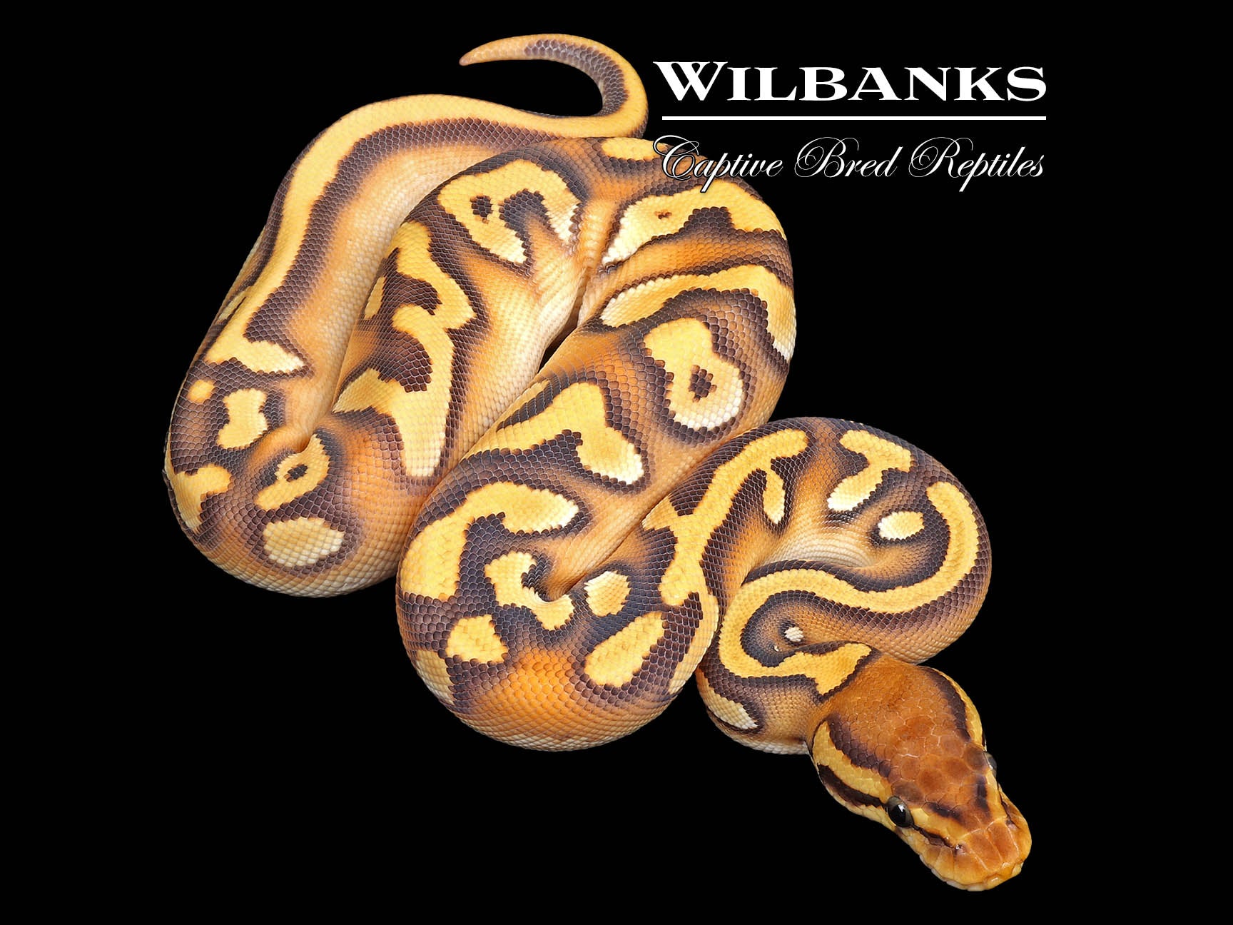Super Orange Dream Yellow Belly Mojave Enchi Ball Python ♀ '25 ...