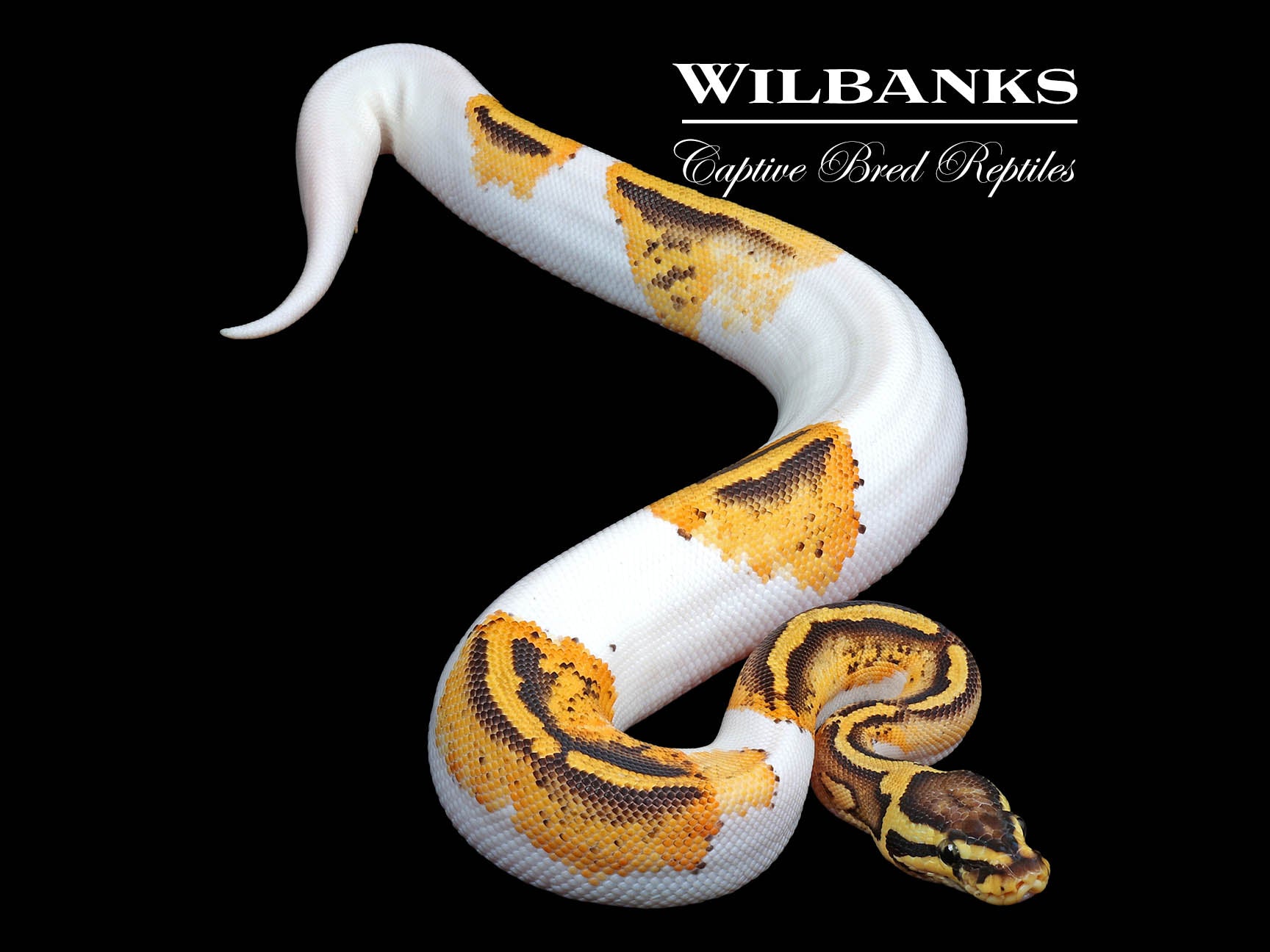 Pastel Pied Ball Python ♂ '24 – Wilbanks Captive Bred Reptiles