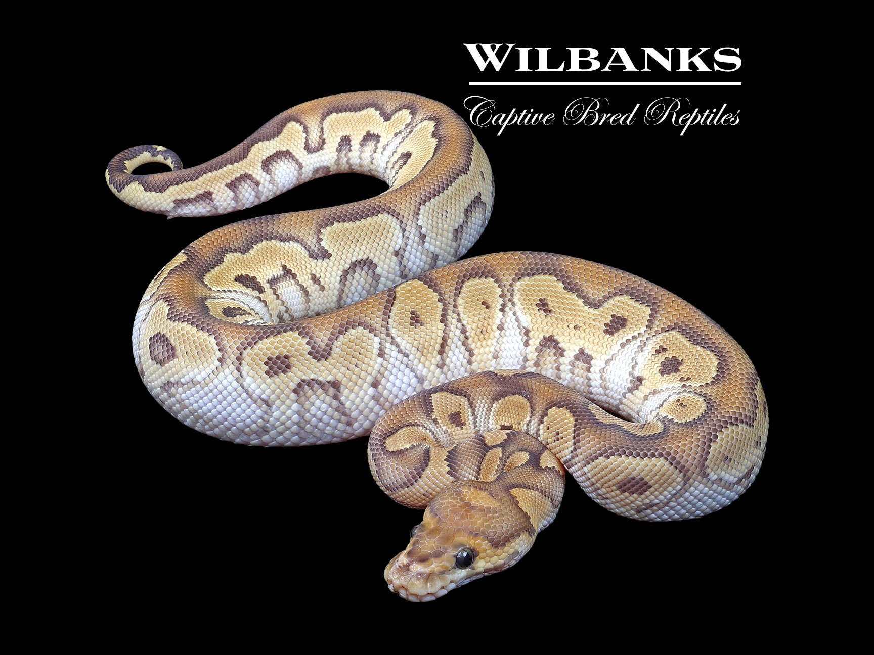 Mojave Clown Ball Python ♂ '24 – Wilbanks Captive Bred Reptiles