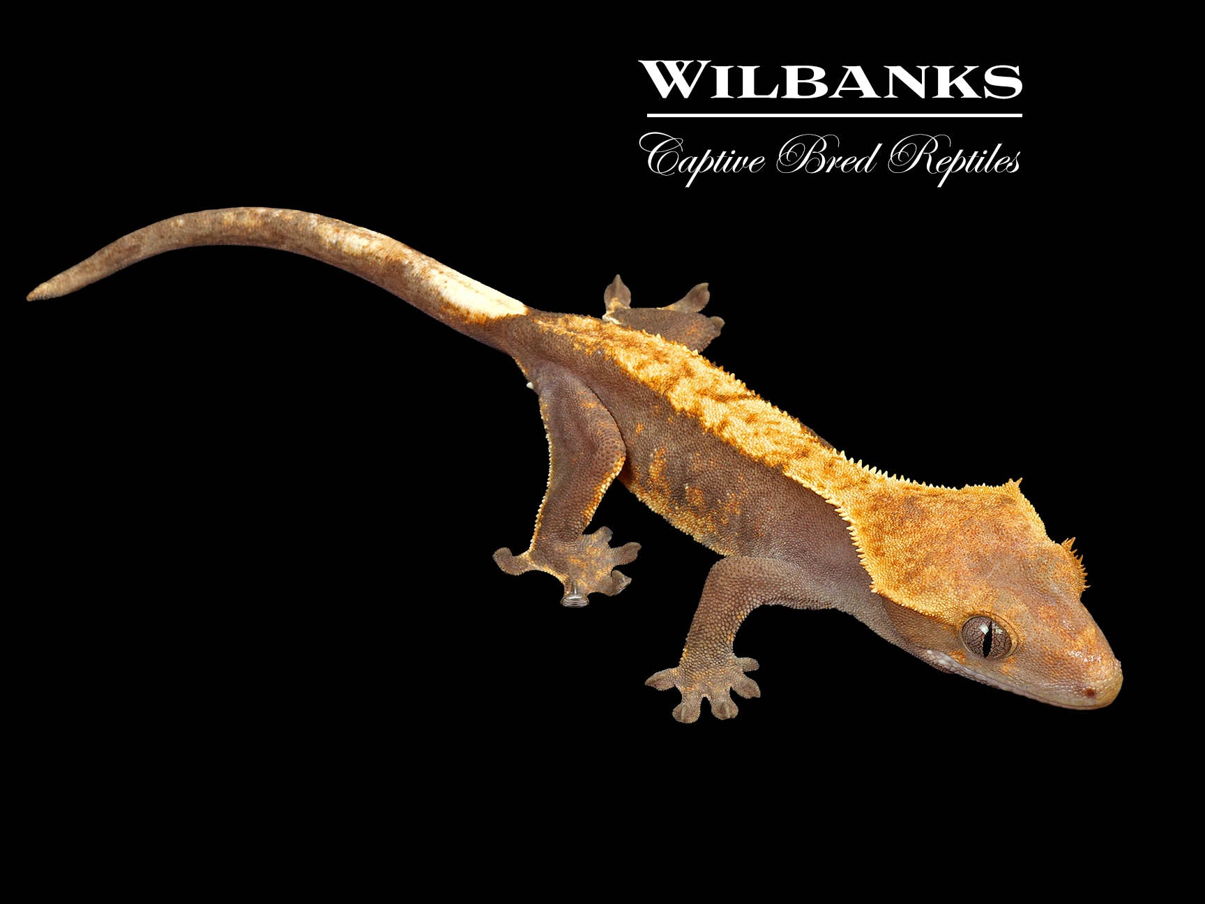 Fire (100% Guaranteed Het. Black Eyed Leucistic) Crested Gecko ♂ '25 ...