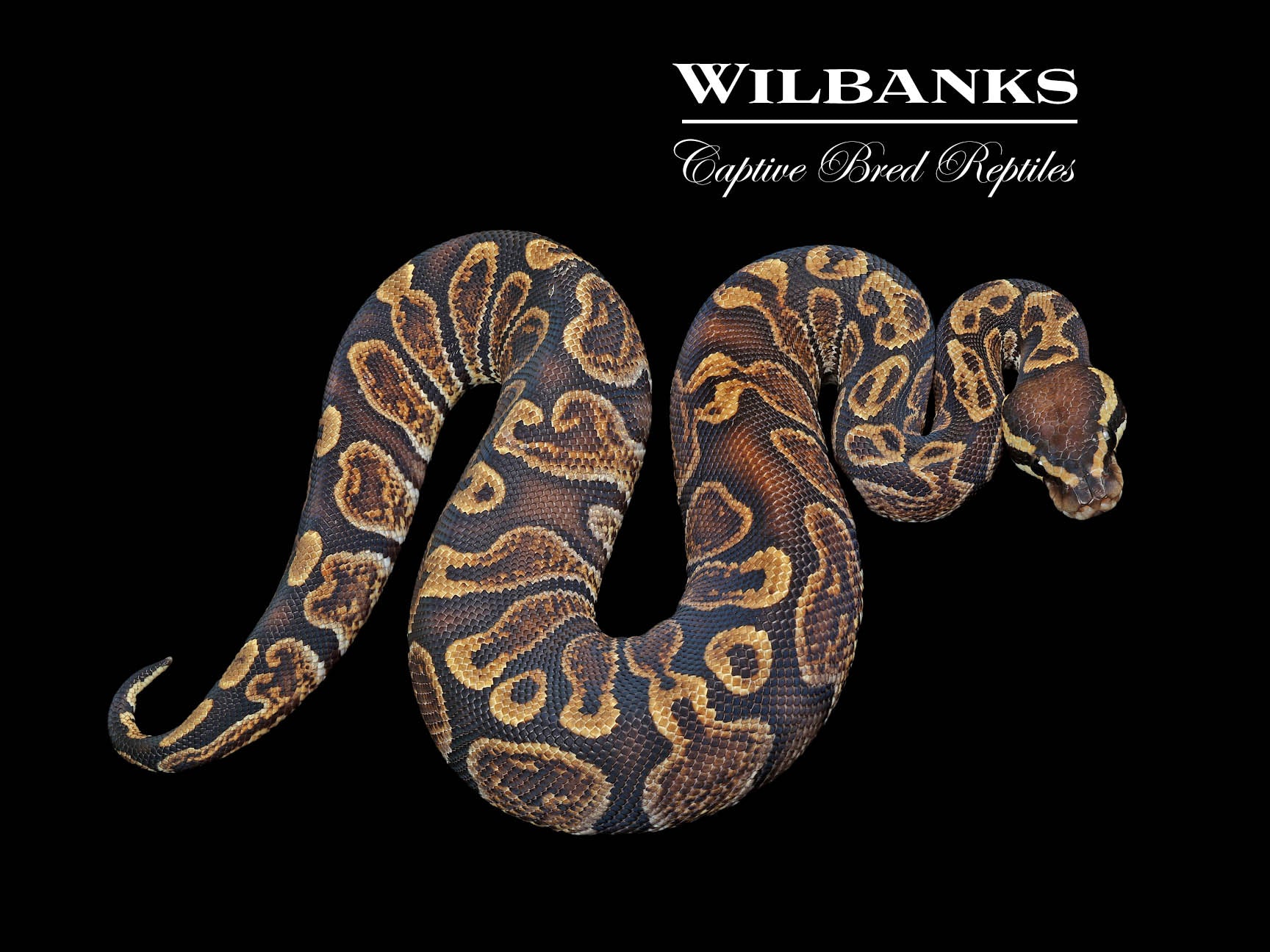 GHI Ball Python ♂ '24 – Wilbanks Captive Bred Reptiles