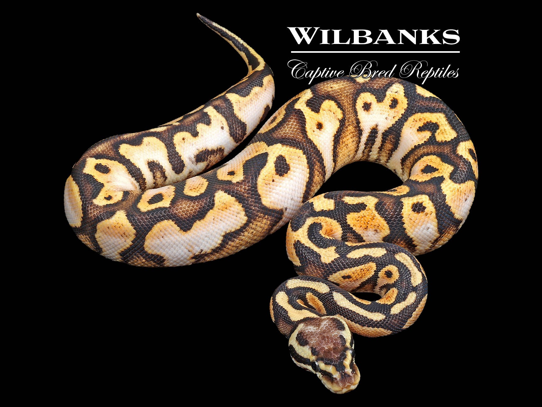Red Stripe Pastel Sugar 100% Het. Clown Ball Python ♀ '24 – Wilbanks ...