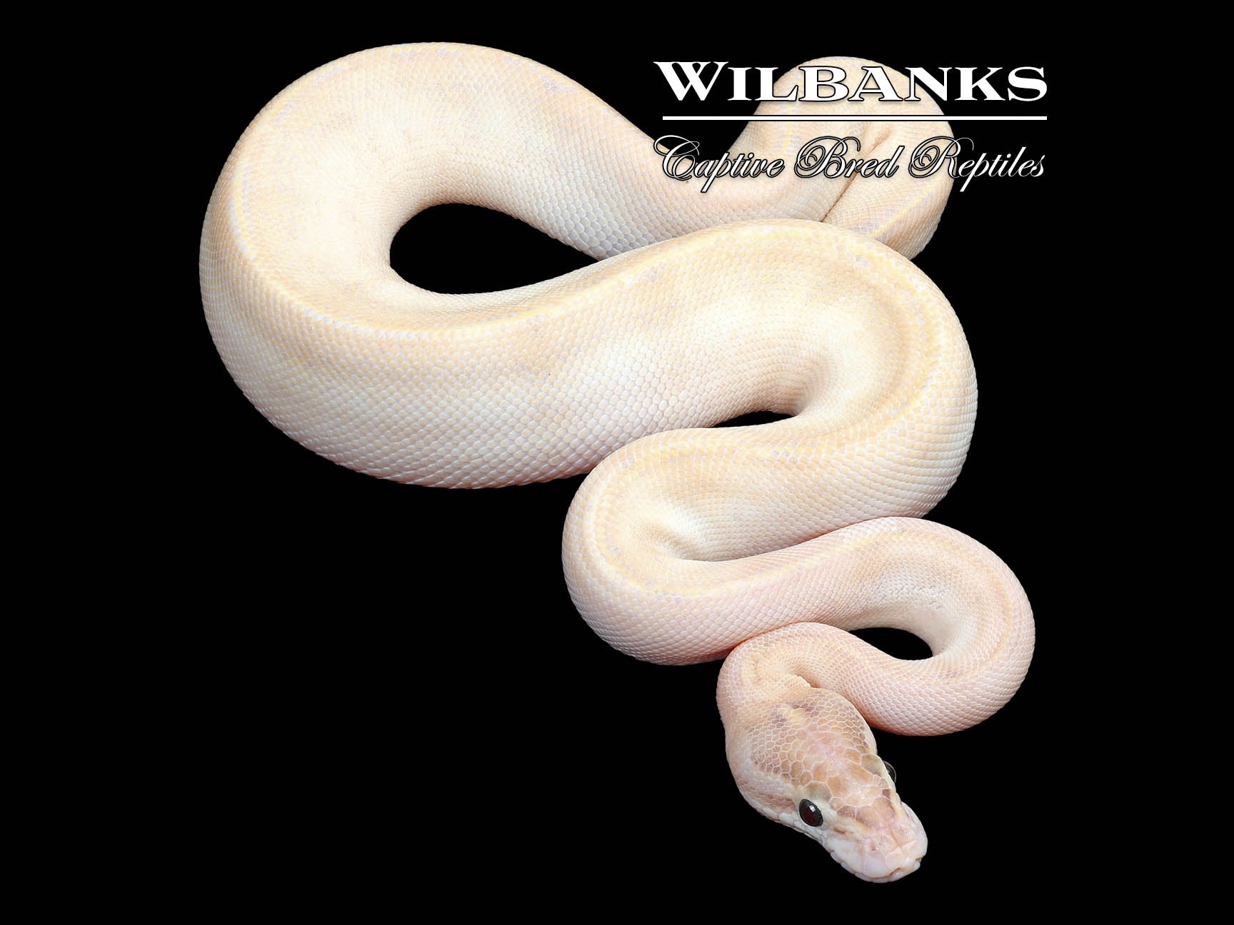 Ivory Ball Python ♀ '24 – Wilbanks Captive Bred Reptiles