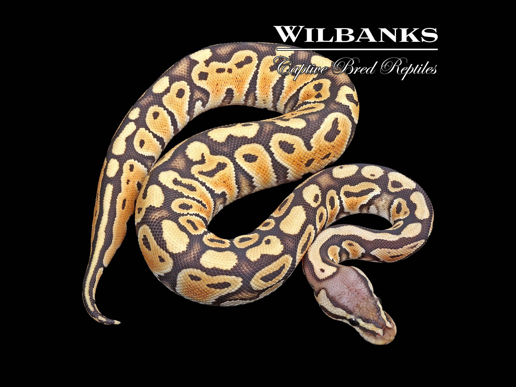 Orange Crush Pastel Ball Python ♀ '24 – Wilbanks Captive Bred Reptiles