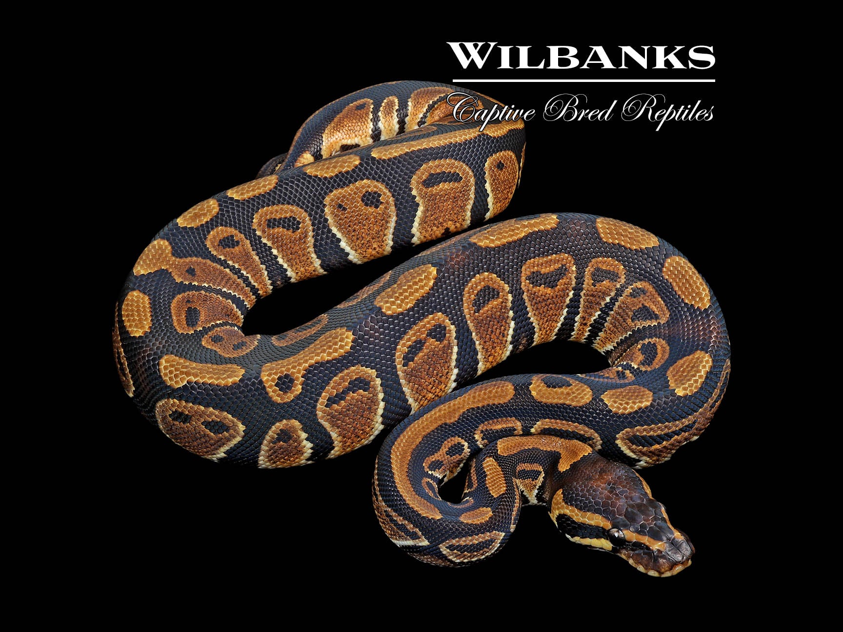100% Het. Pied Ball Python ♀ '24 – Wilbanks Captive Bred Reptiles