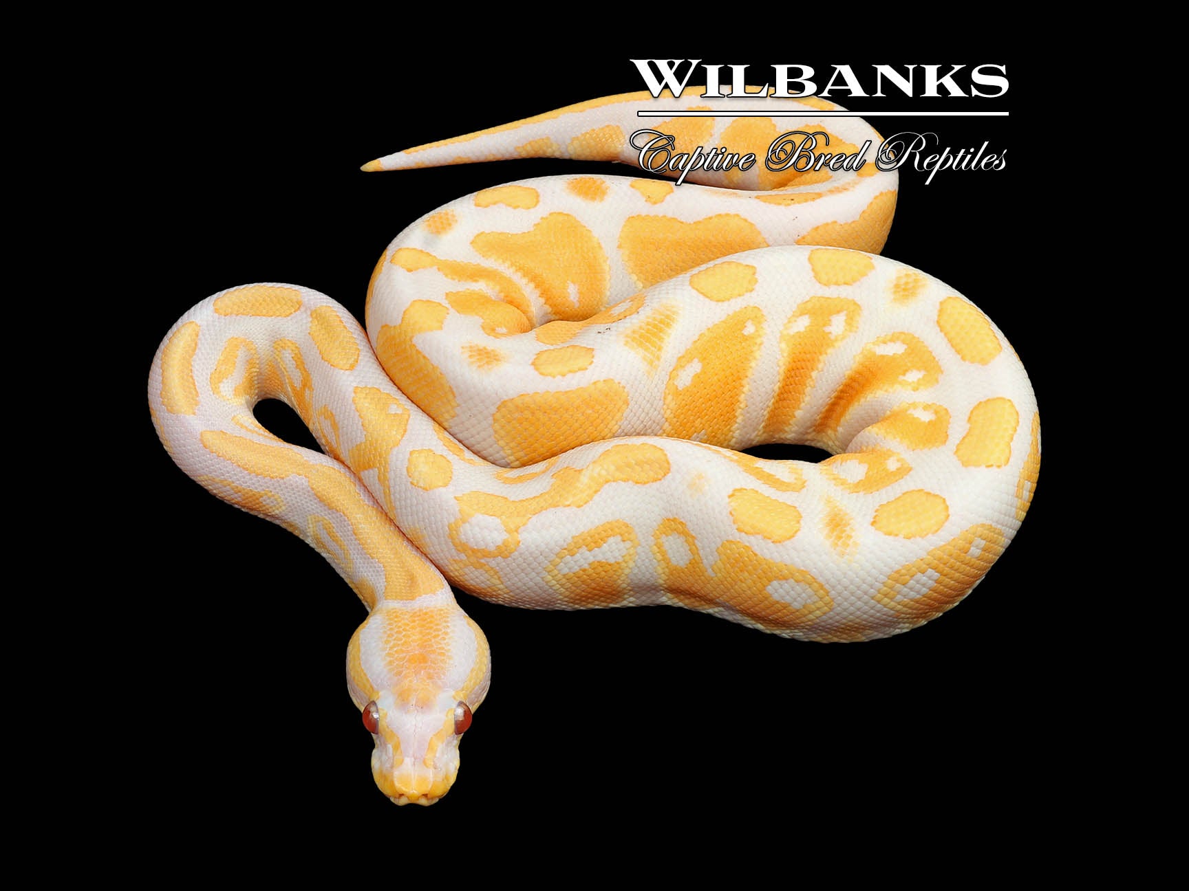 Lavender Albino 100% Het. Pied Ball Python ♂ '24 – Wilbanks Captive ...