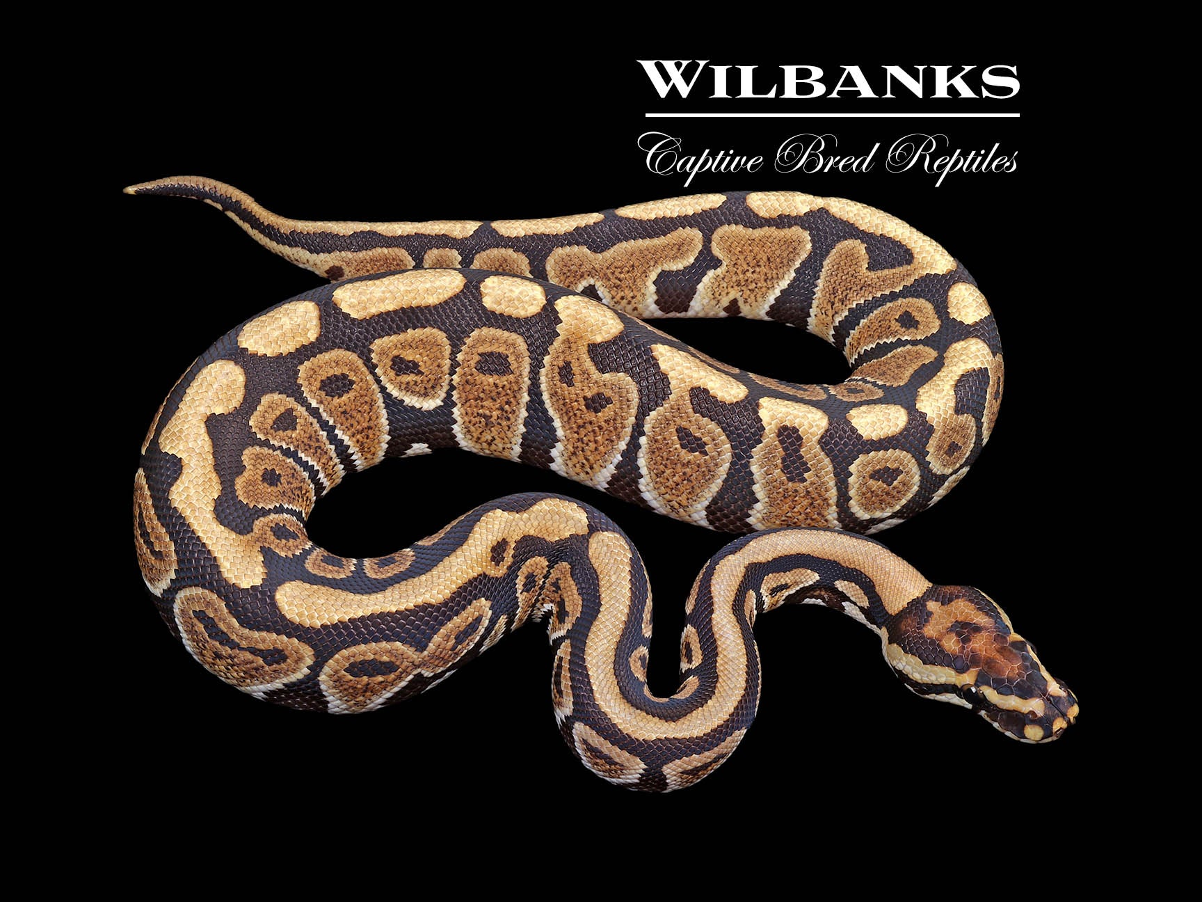 Spotnose 100% Het. Clown Ball Python ♂ '24 – Wilbanks Captive Bred Reptiles