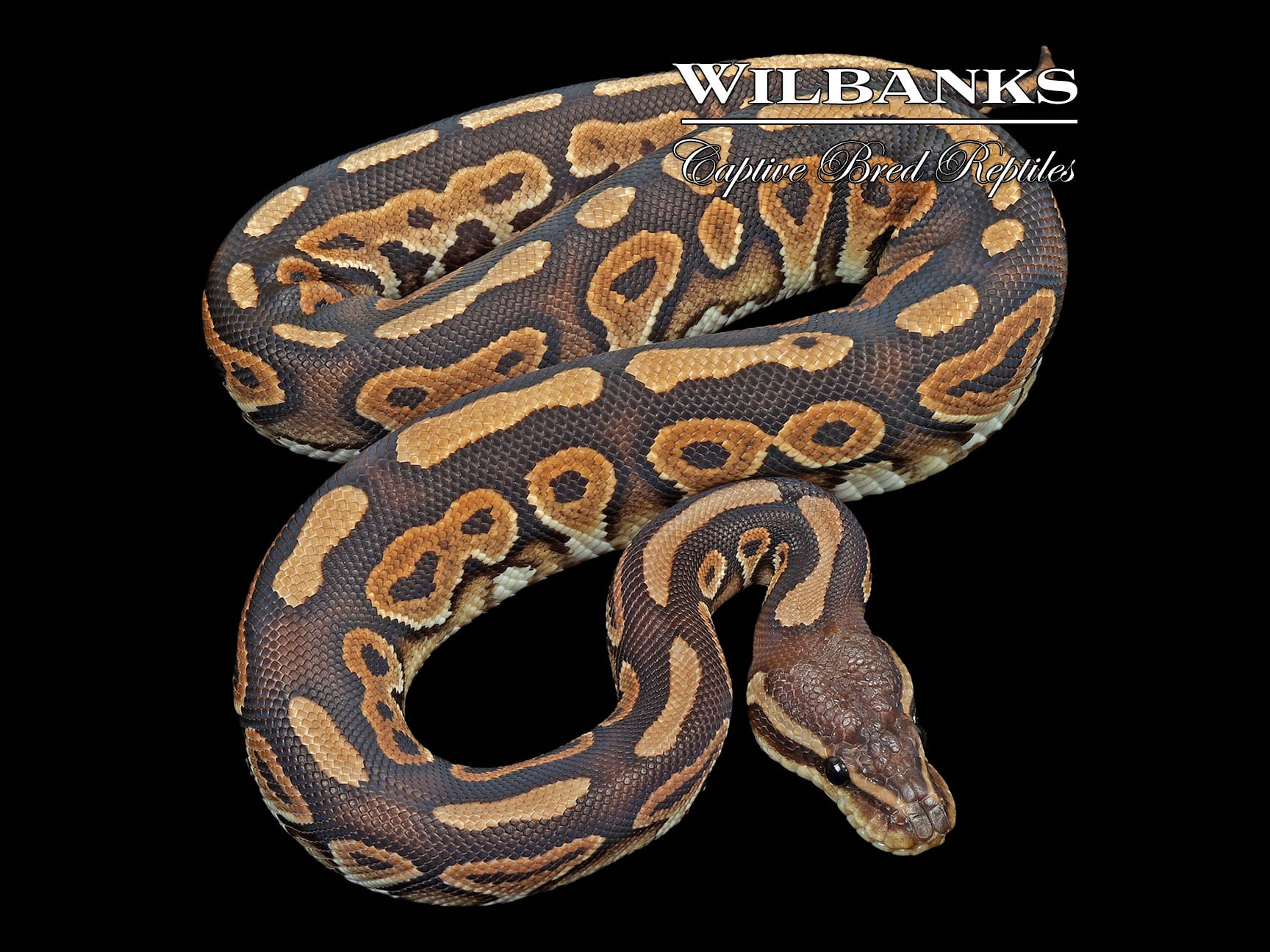 Cinnamon 100% Het. Lavender Albino Ball Python ♂ '24 – Wilbanks Captive ...