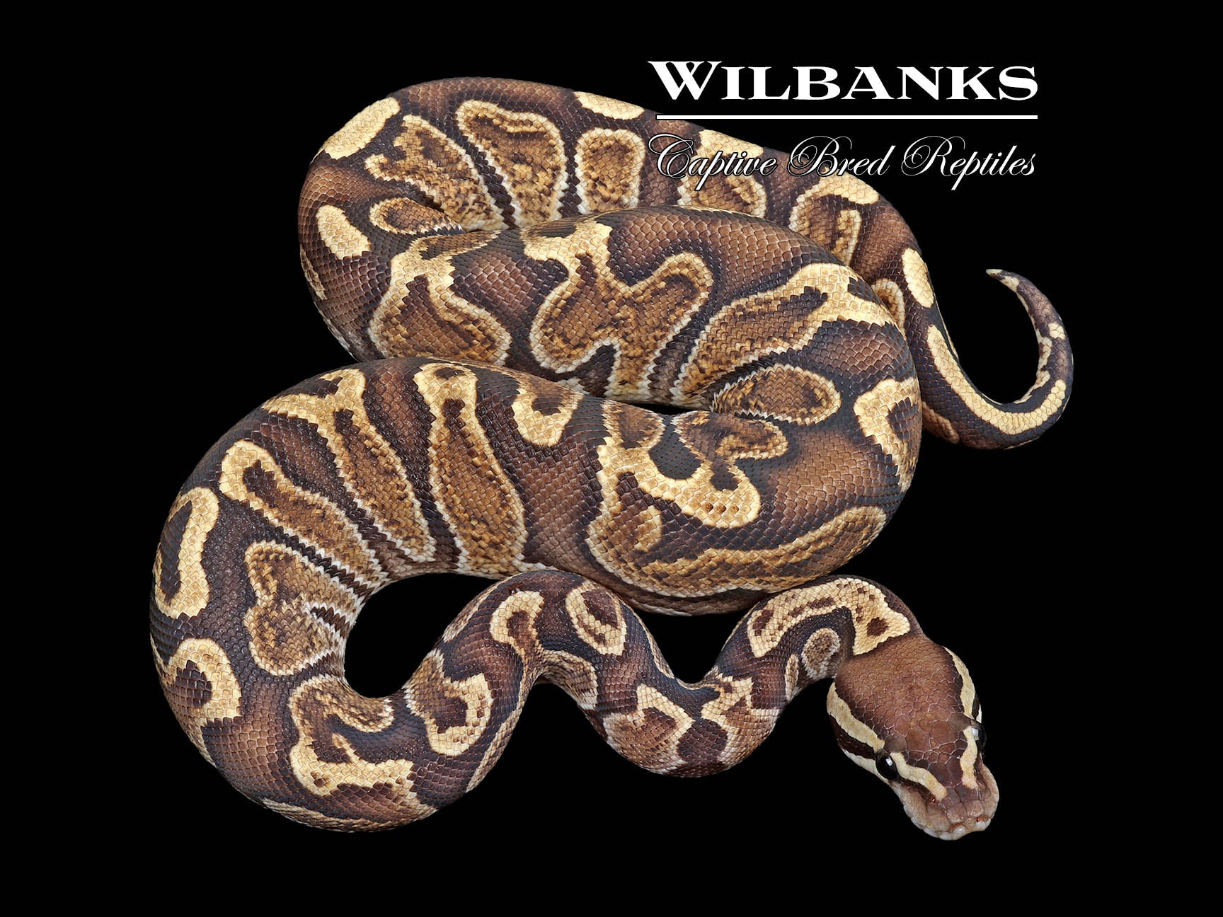 GHI Ball Python ♂ '24 – Wilbanks Captive Bred Reptiles