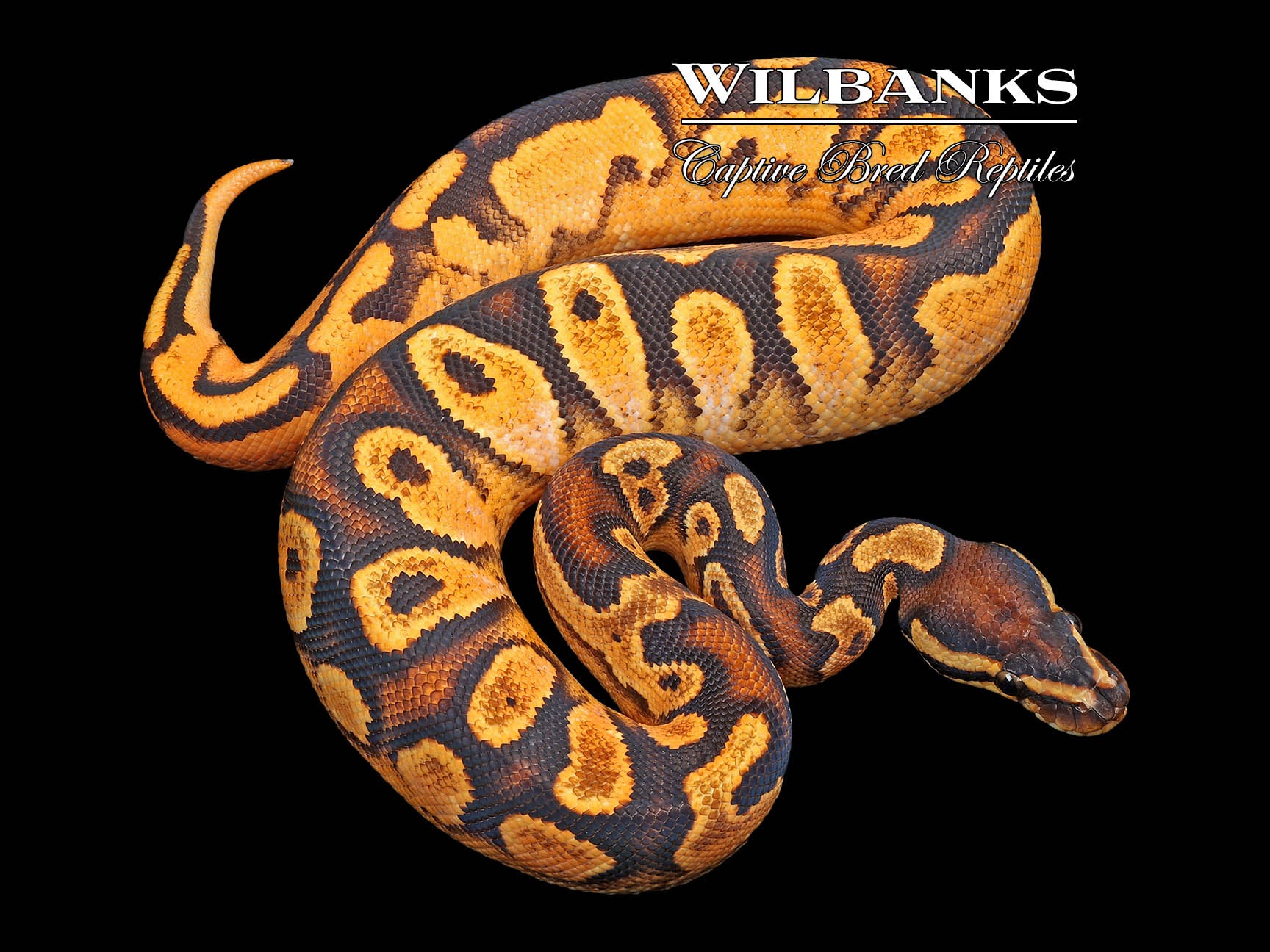 Sugar Orange Dream Yellow Belly Ball Python ♂ '24 – Wilbanks Captive ...