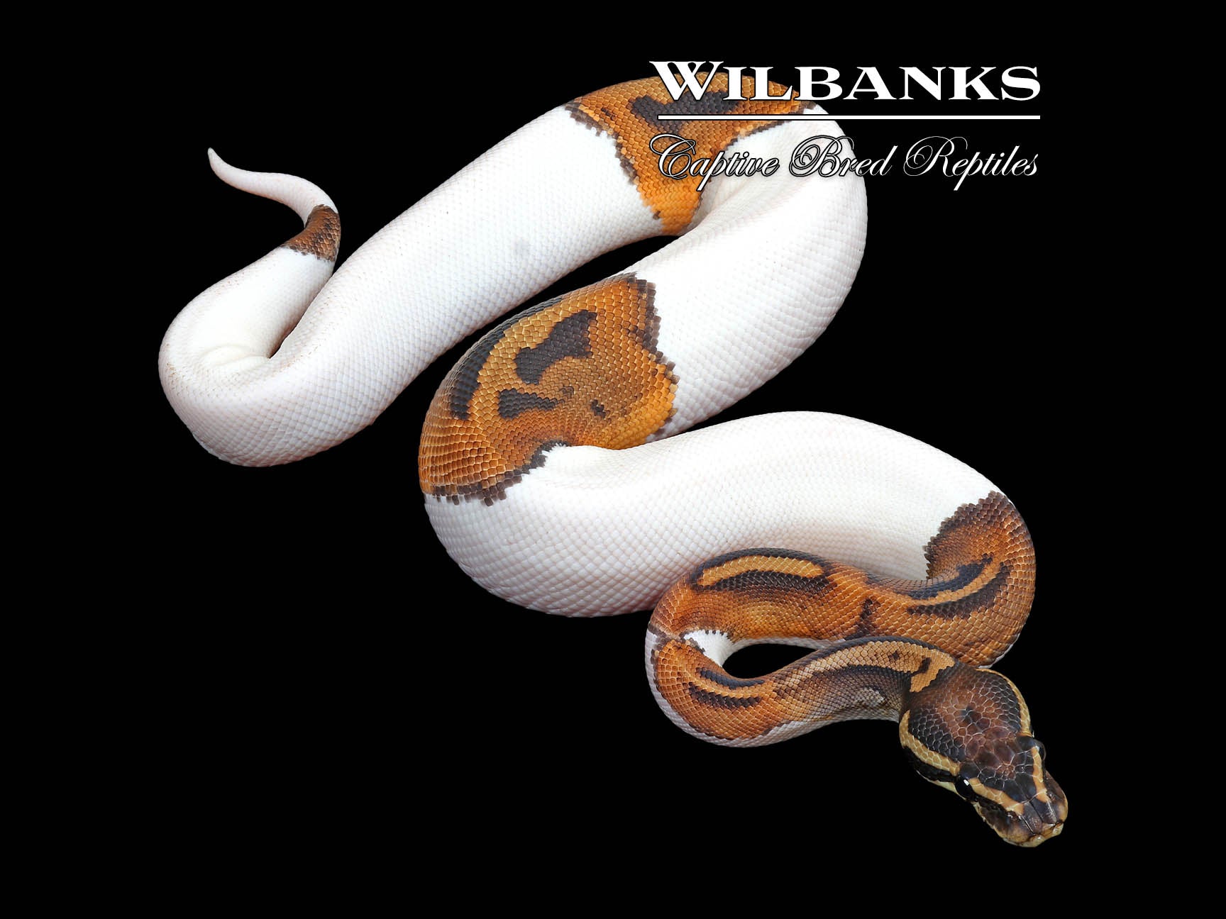 Pied Ball Python ♂ '24 – Wilbanks Captive Bred Reptiles