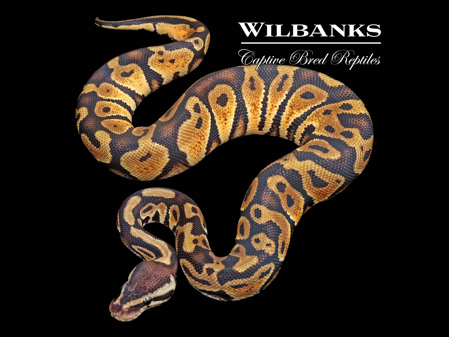 Pastel Gravel Ball Python ♂ '24 – Wilbanks Captive Bred Reptiles