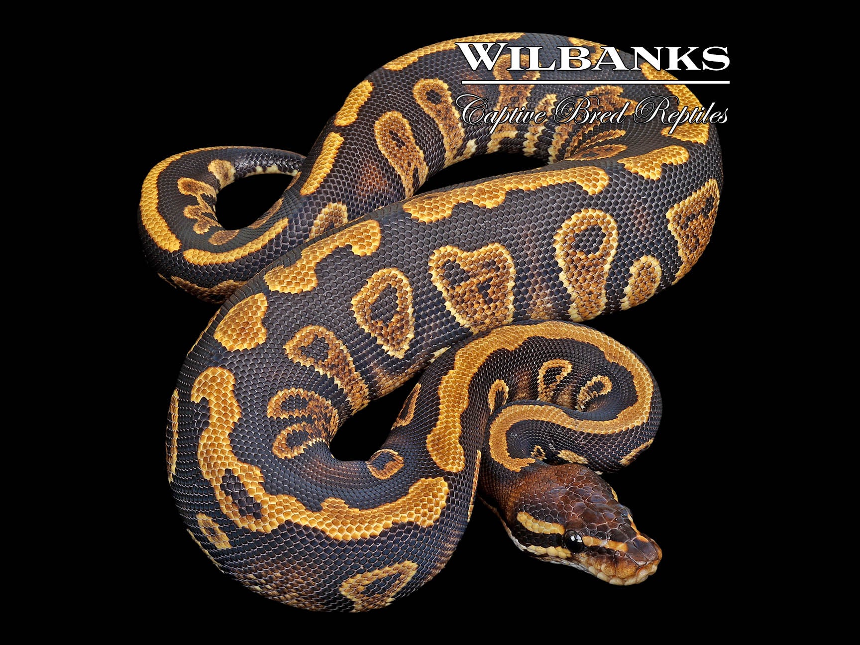 Stranger Yellow Belly or Asphalt Ball Python ♀ '25 – Wilbanks Captive ...