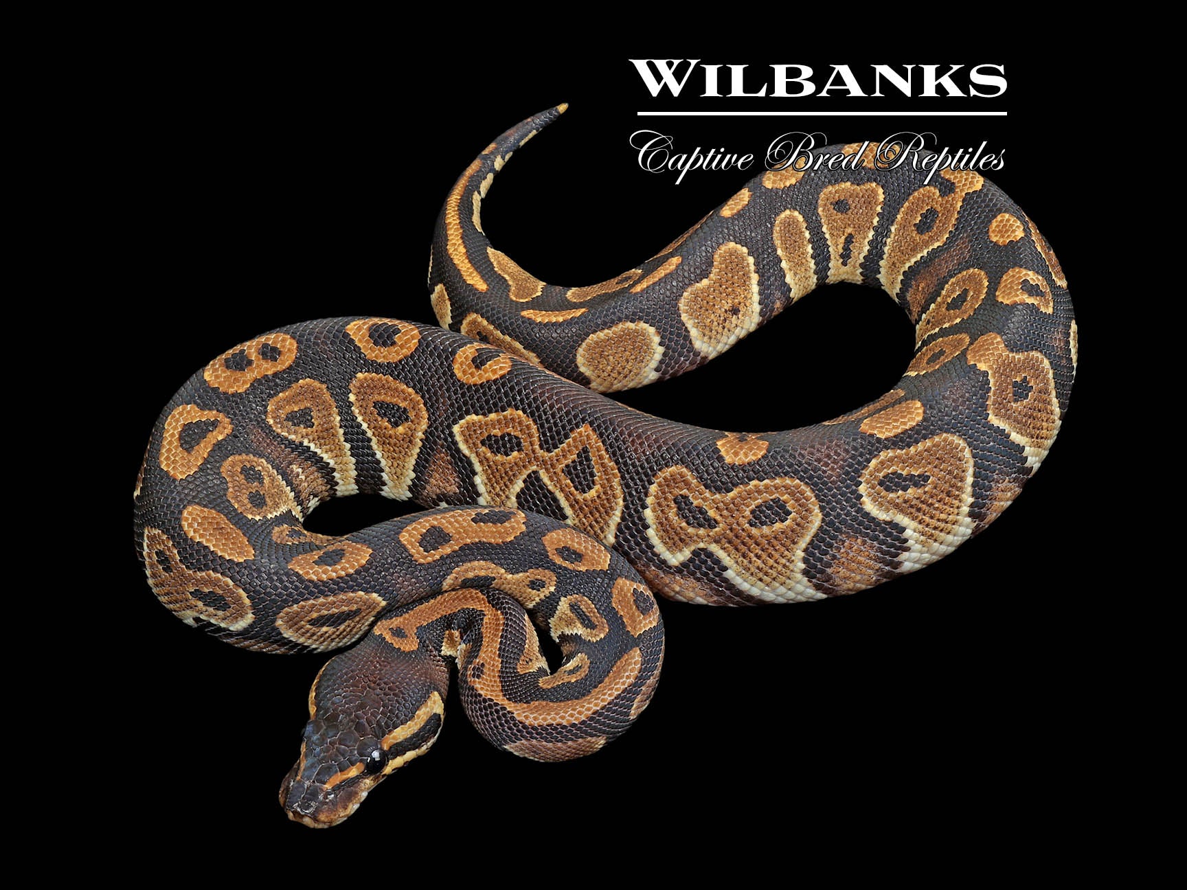 Blackhead 100% Het. Lavender Albino Ball Python ♀ '24 – Wilbanks ...