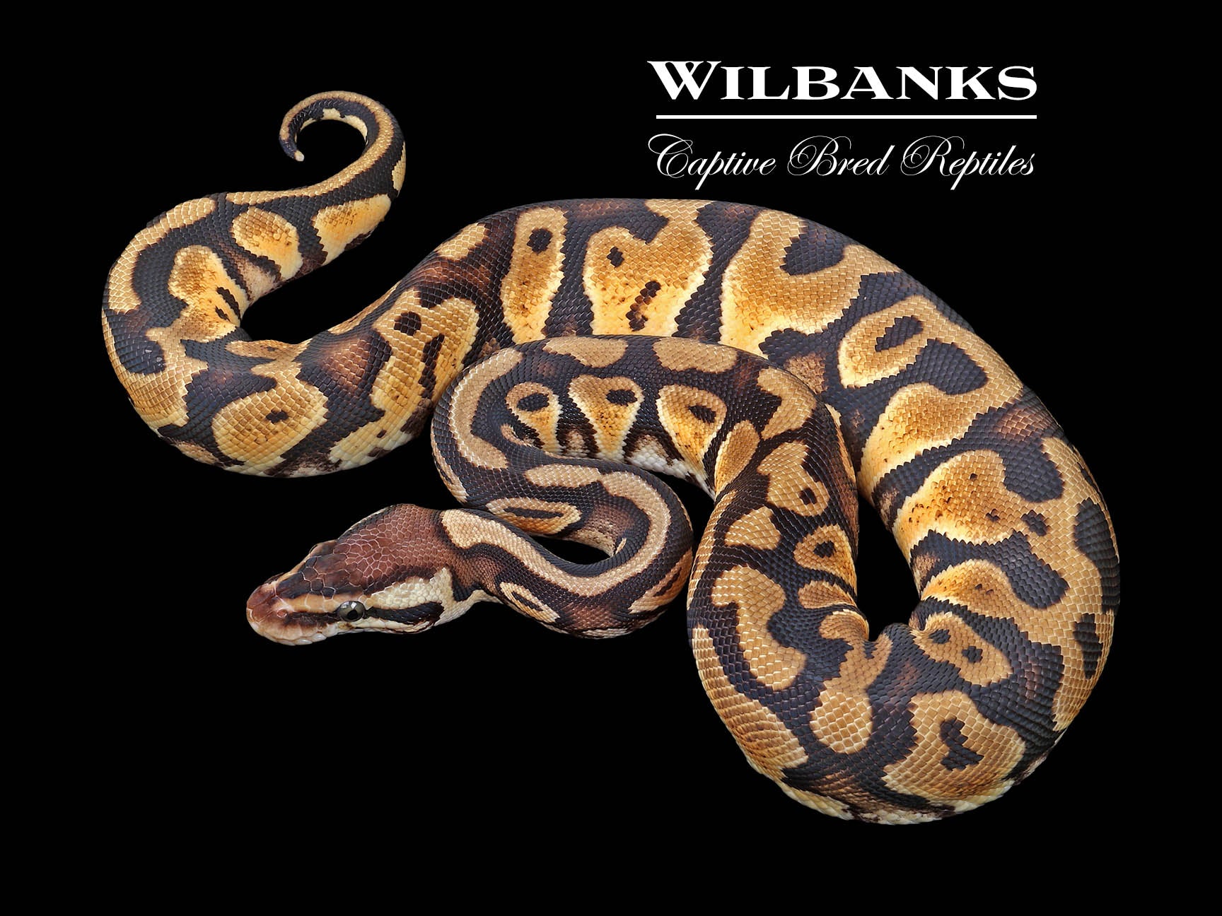 Pastel Gravel Ball Python ♀ '24 – Wilbanks Captive Bred Reptiles