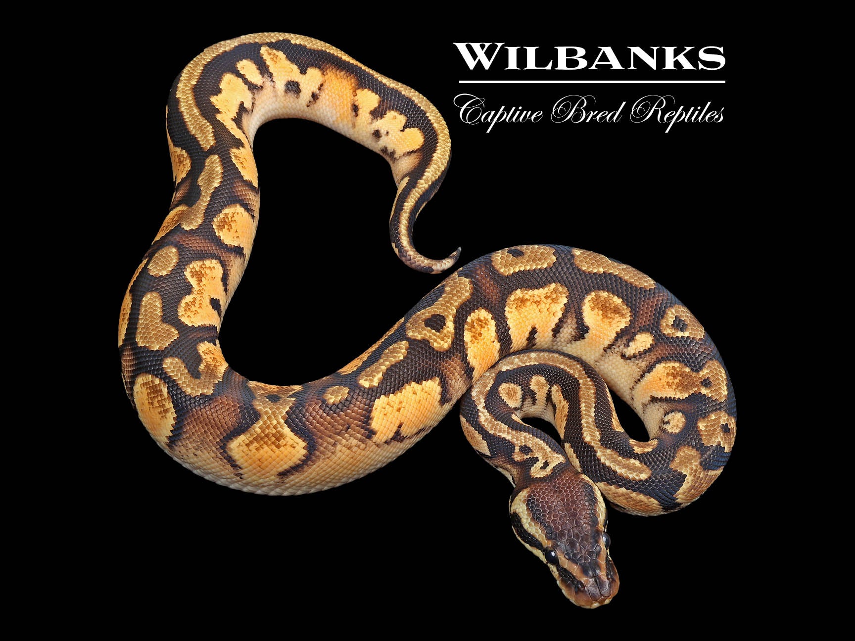 Pastel Orange Dream Ball Python ♂ '24 – Wilbanks Captive Bred Reptiles