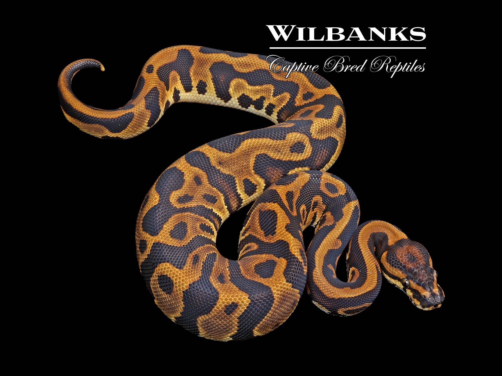 Leopard Ball Python ♀ '24 – Wilbanks Captive Bred Reptiles