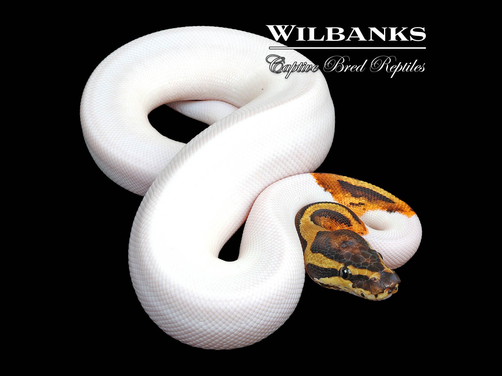 Asphalt Pied Ball Python ♂ '25 – Wilbanks Captive Bred Reptiles