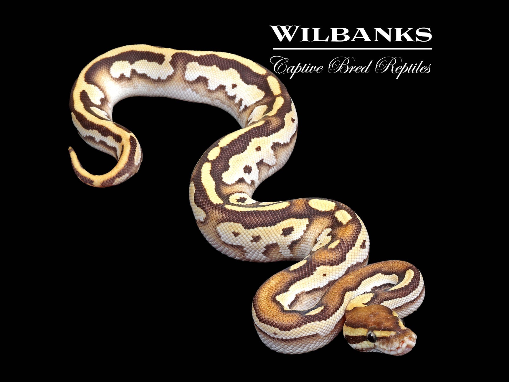 Orange Dream Mojave Yellow Belly 100% Het. Pied Ball Python ♂ '25 ...