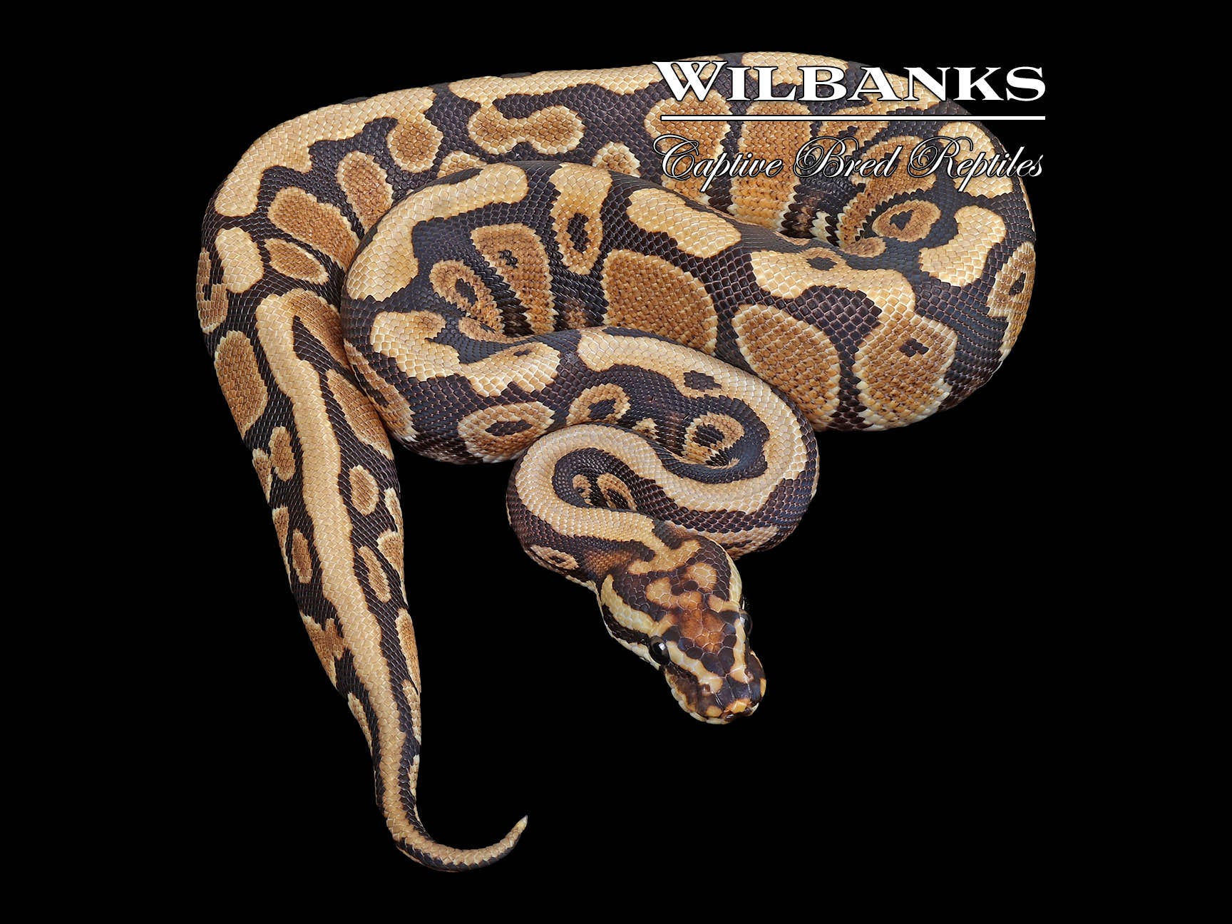 Spotnose 100% DH Hypo Clown Ball Python ♂ '24 – Wilbanks Captive Bred ...