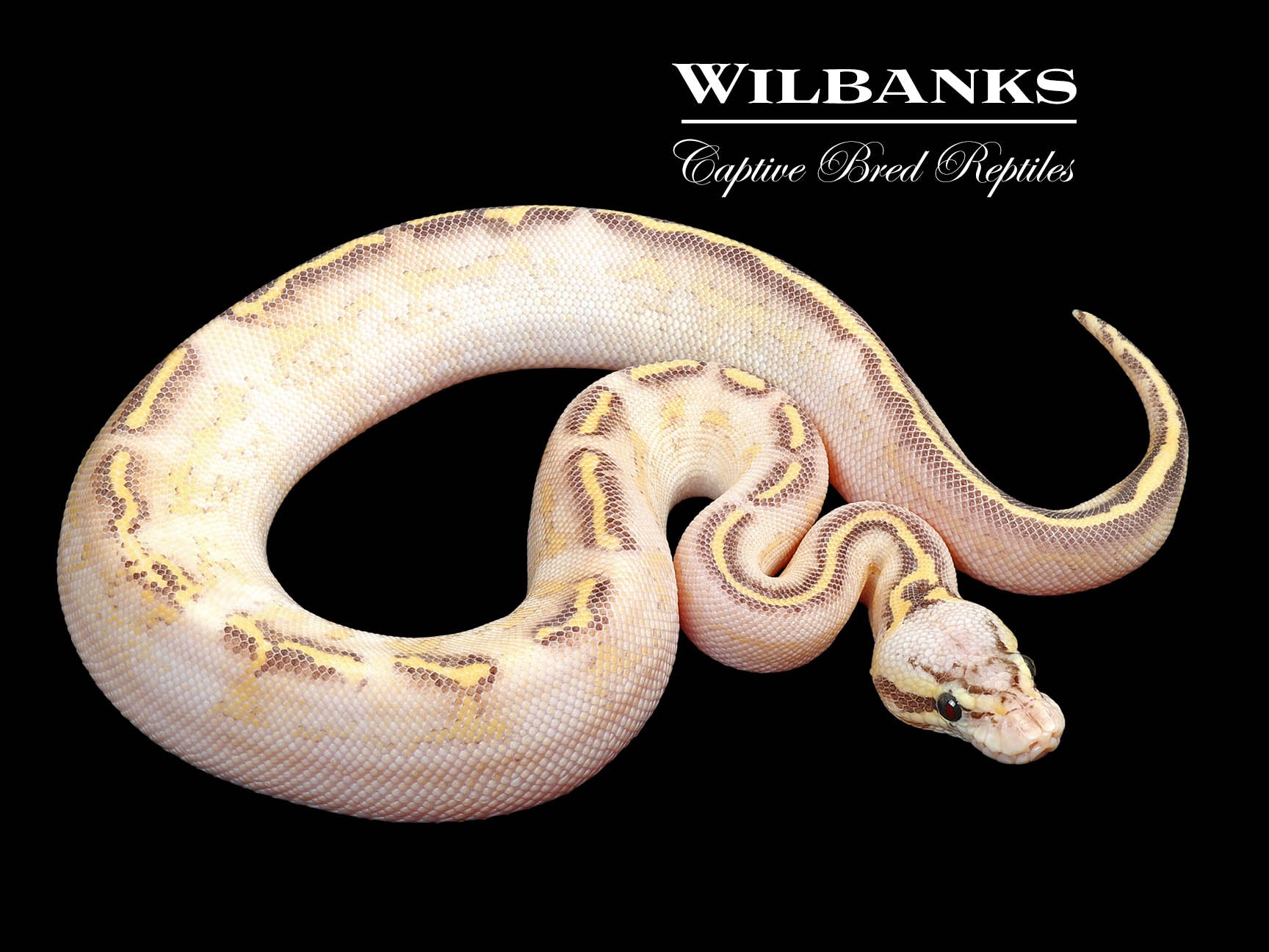 Pastel Highway Ball Python ♀ '24 – Wilbanks Captive Bred Reptiles
