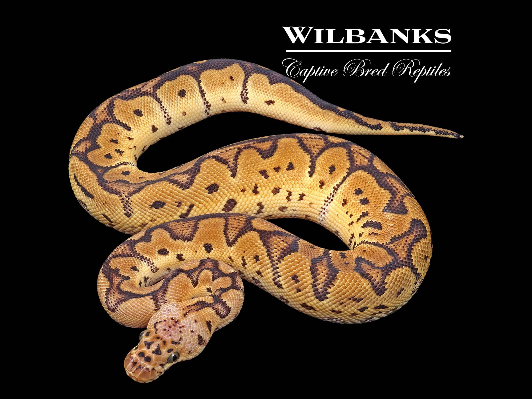 Pastel Clown Ball Python ♂ '24 – Wilbanks Captive Bred Reptiles