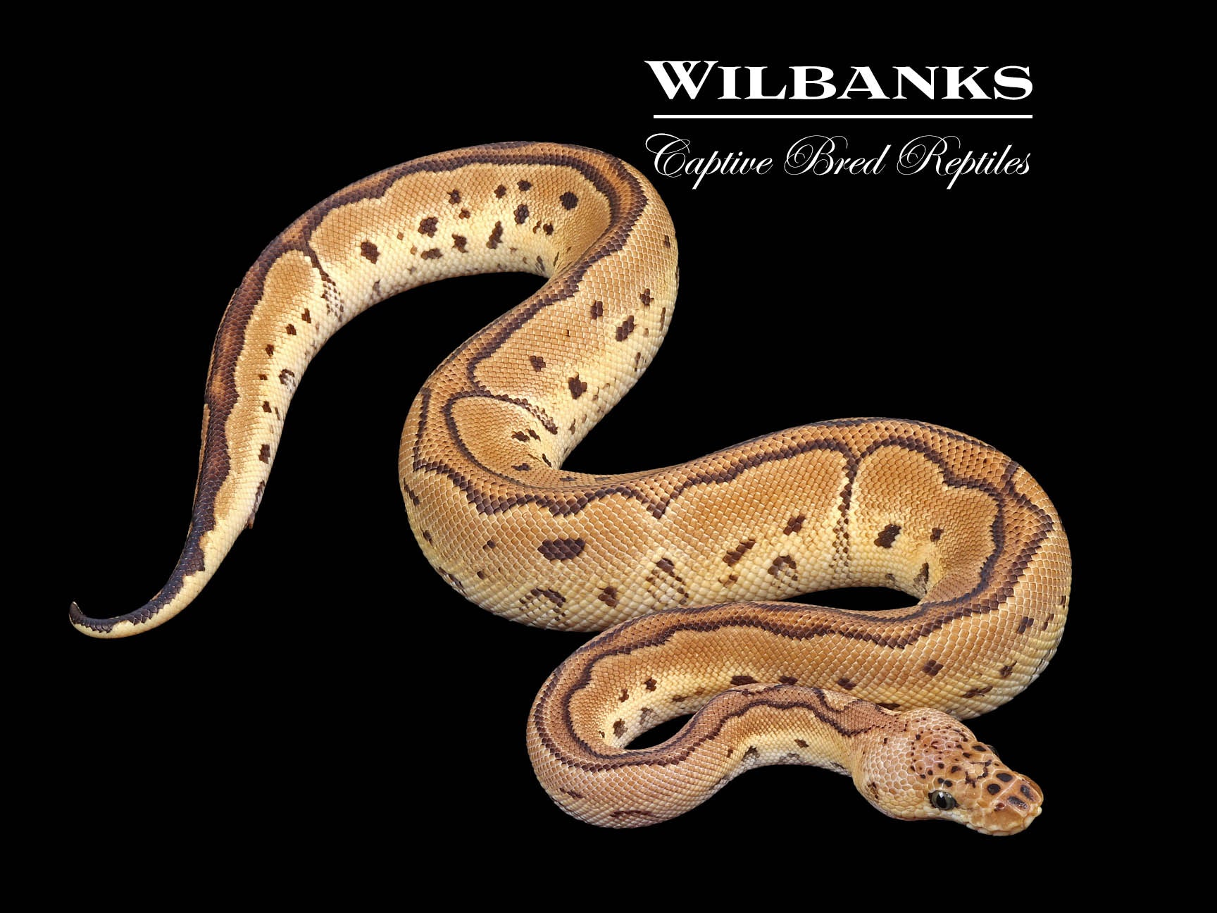 Pastel Clown Ball Python ♂ '24 – Wilbanks Captive Bred Reptiles