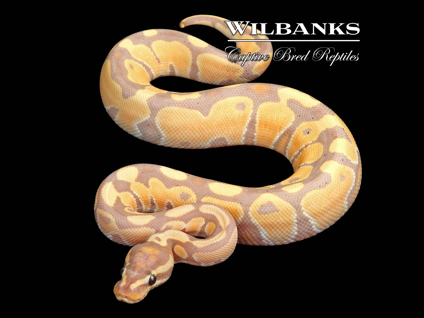 Banana 100% Het. Pied Ball Python ♂ '24 – Wilbanks Captive Bred Reptiles