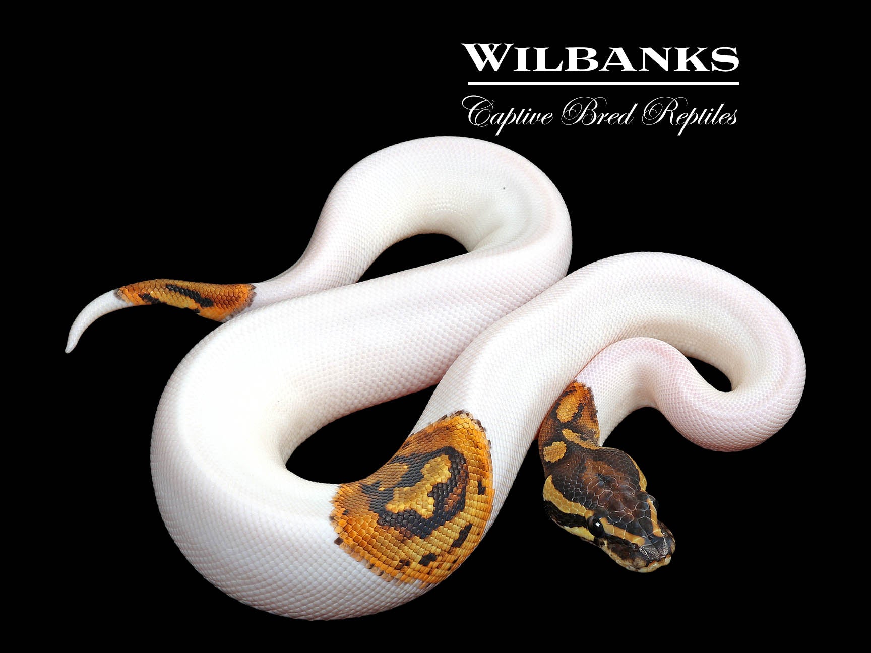 Pied Ball Python ♂ '24 – Wilbanks Captive Bred Reptiles